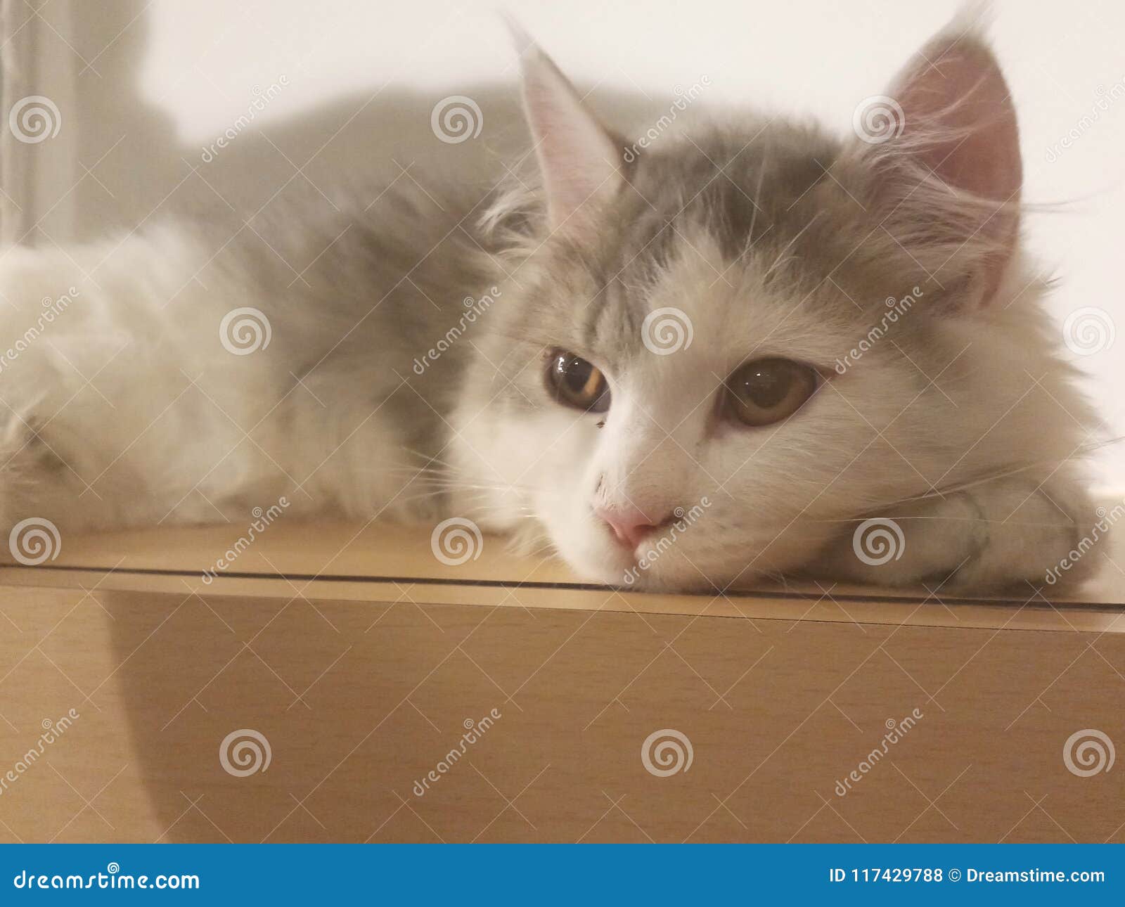 Cat stock photo. Image of sweet, eyes, calm, cute - 117429788