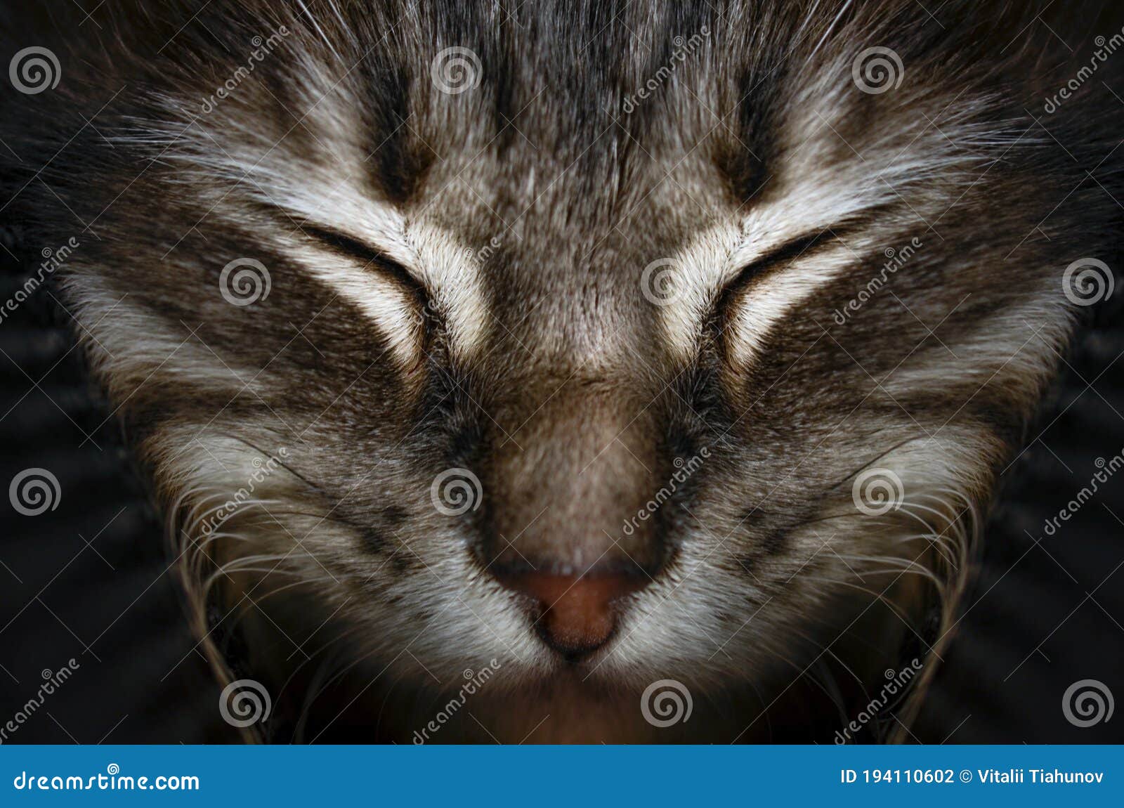 Cat with Eyes Closed, Macro, Close-up Stock Photo - Image of striped ...