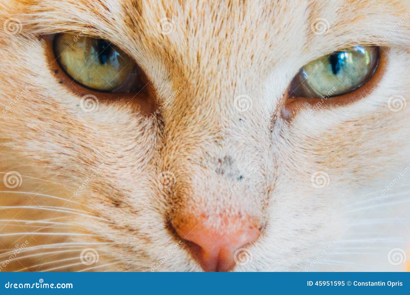 Cat eyes closeup stock image. Image of feline, orange - 45951595