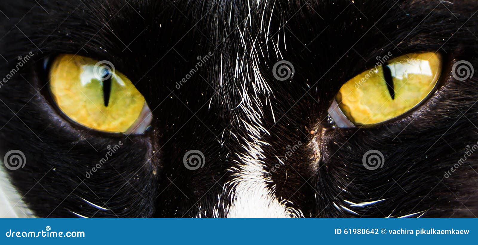 Cat eyes stock photo. Image of cats, domestic, witchcraft - 61980642
