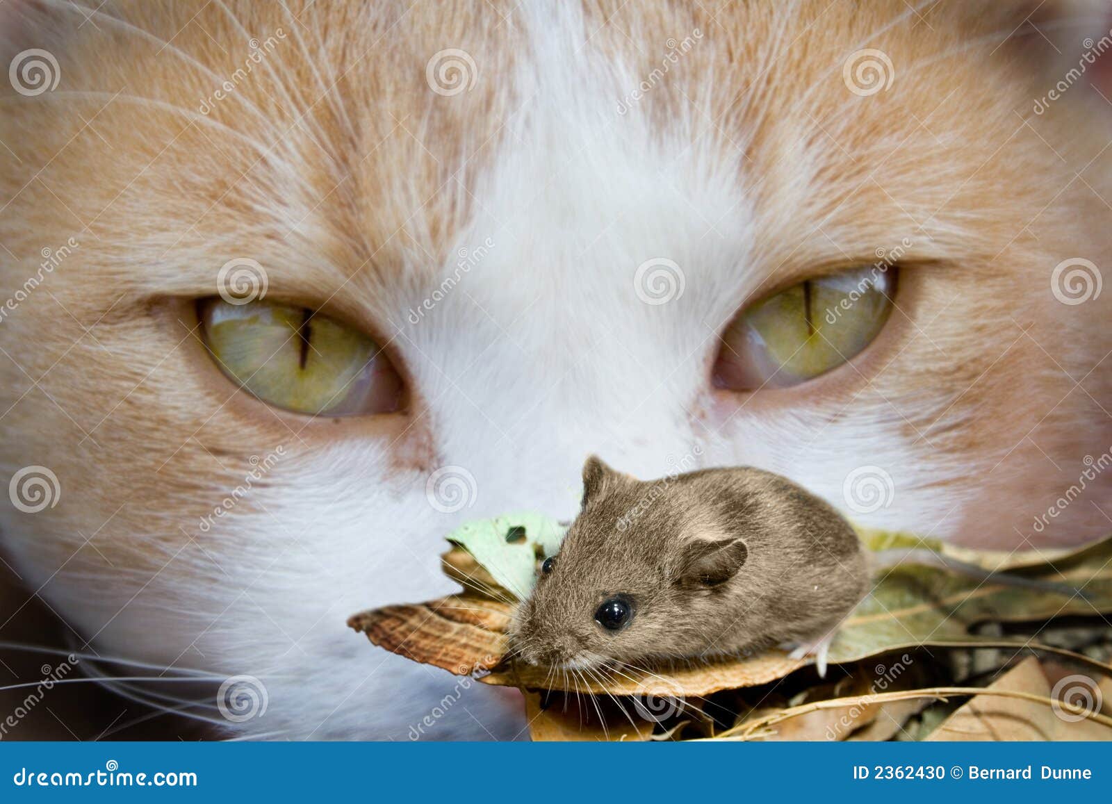 Cat Eyes and mouse stock photo. Image of portrait, danger - 2362430