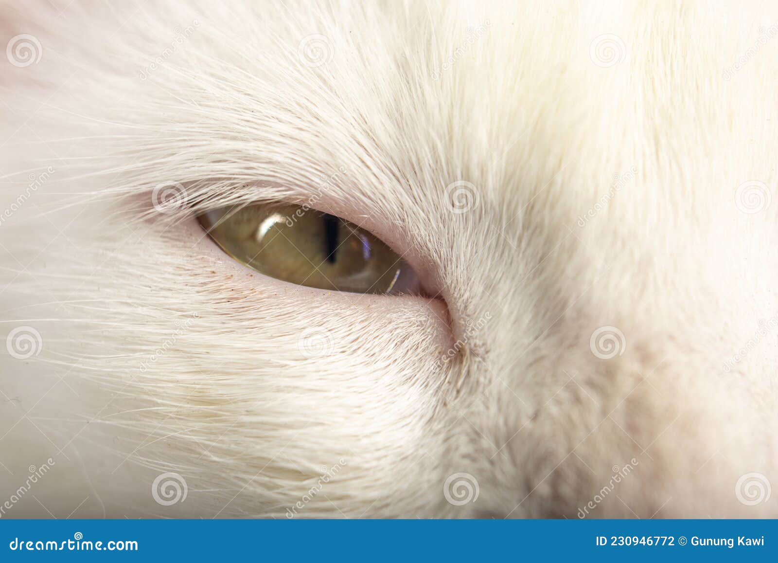 Beautiful white cat eyes stock photo. Image of breed - 230946772