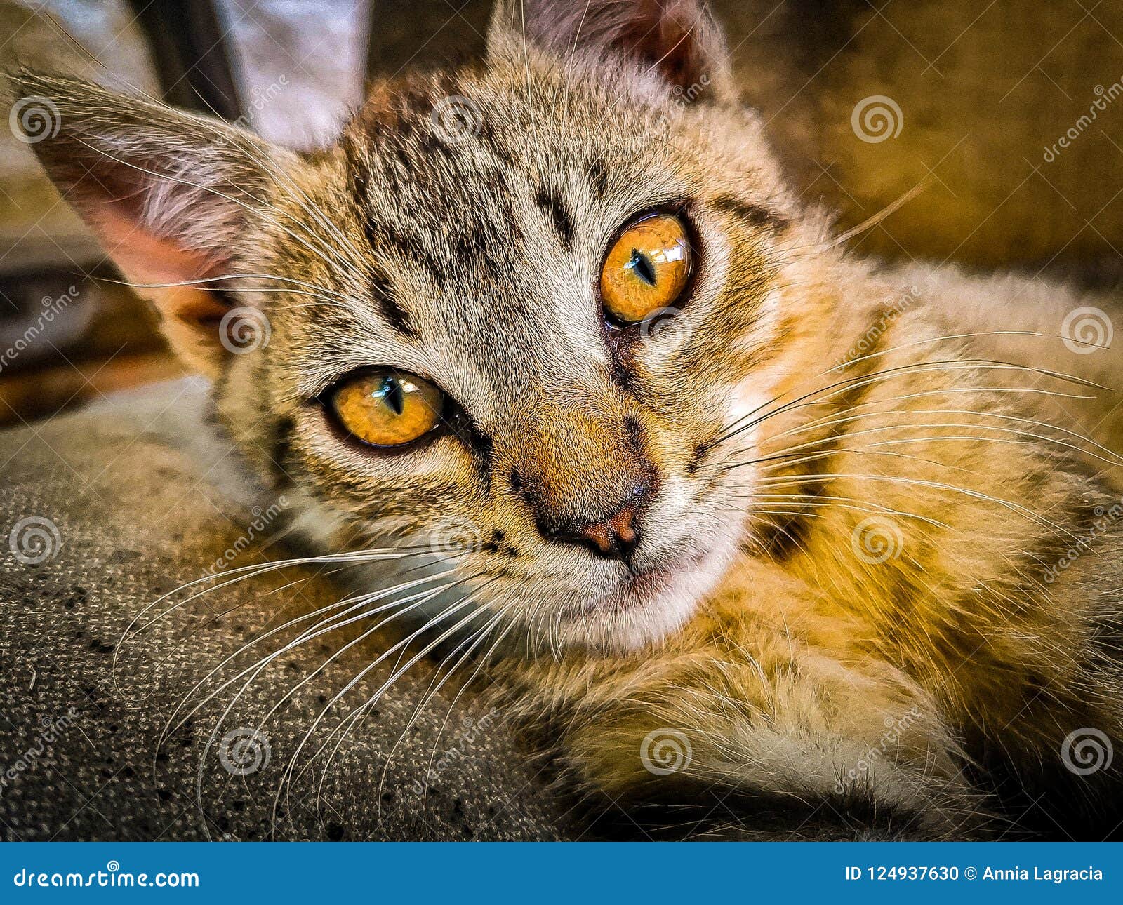 Wild Cat Eyes Stock Images - Download 28,896 Royalty Free Photos