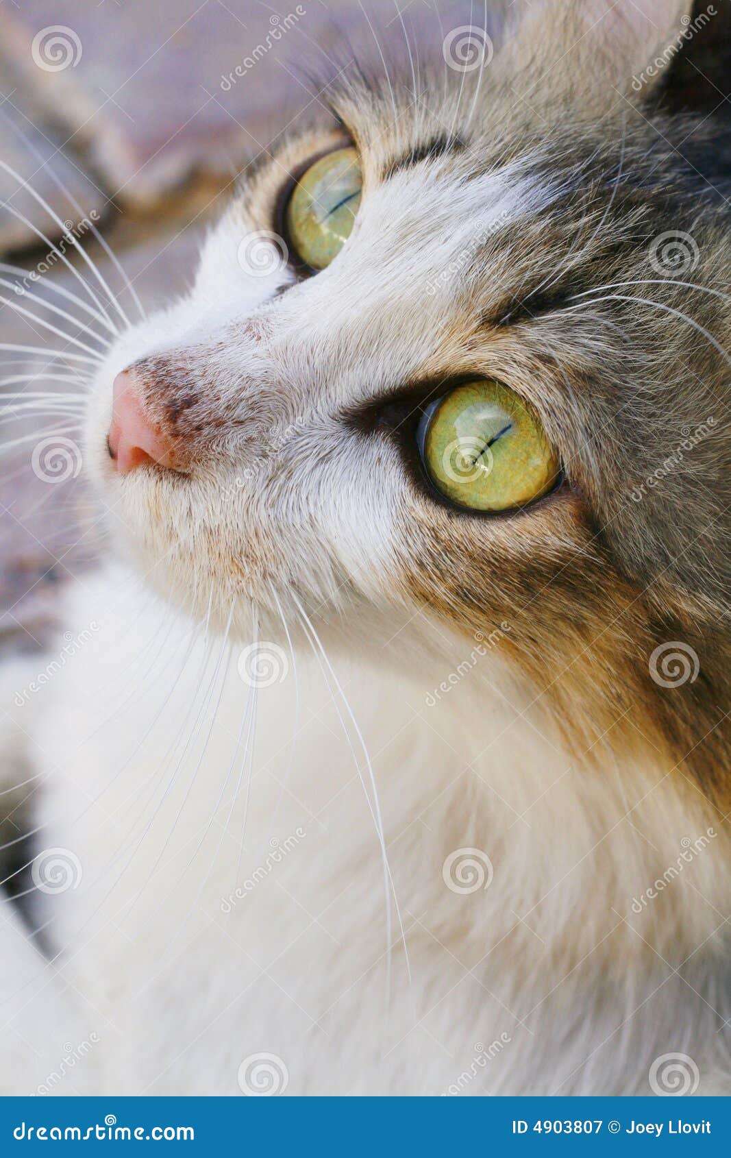 Cat face 02 stock image. Image of looking, face, green - 4903807
