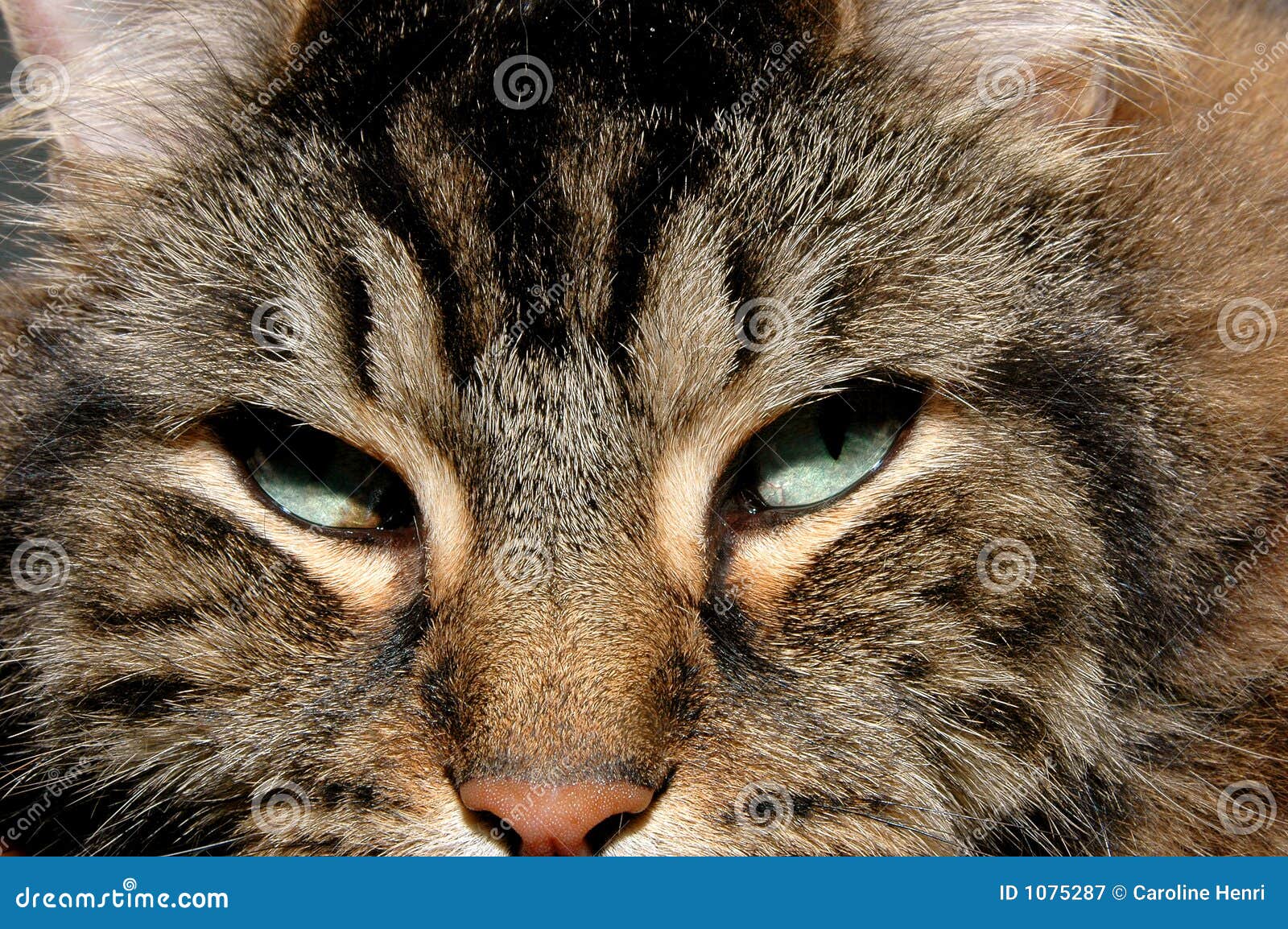 Cat face stock image. Image of pets, animal, cats, wildlife - 1075287