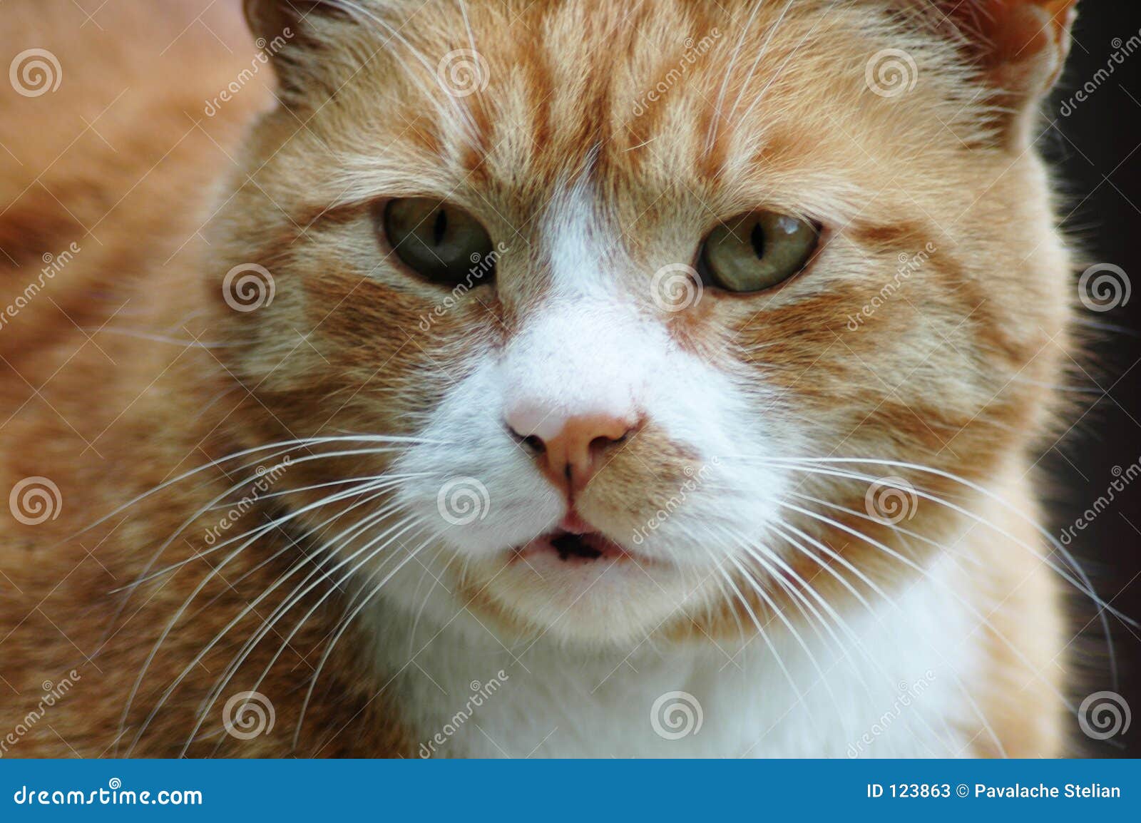 Cat face stock image. Image of inquiring, haired, pets - 123863