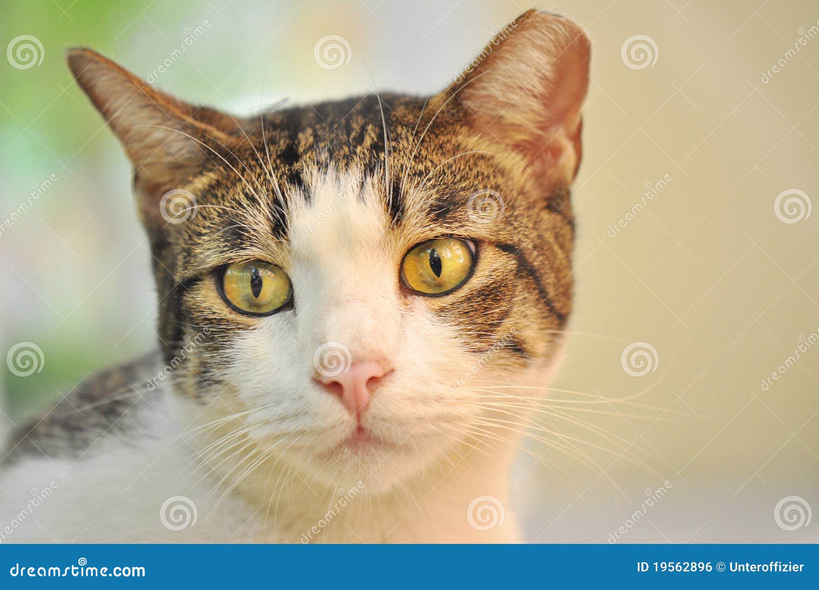 Cat Face stock photo. Image of stray, eyes, details, pupils - 19562896