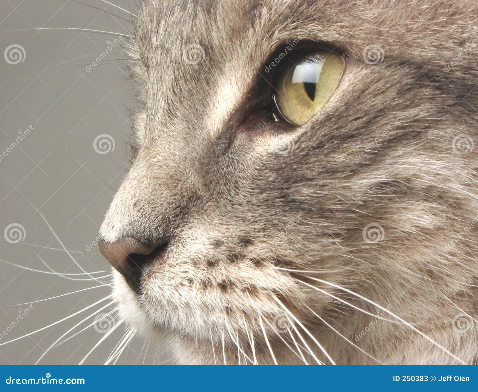 Cat Face stock image. Image of animal, whiskers, face, mouth - 250383