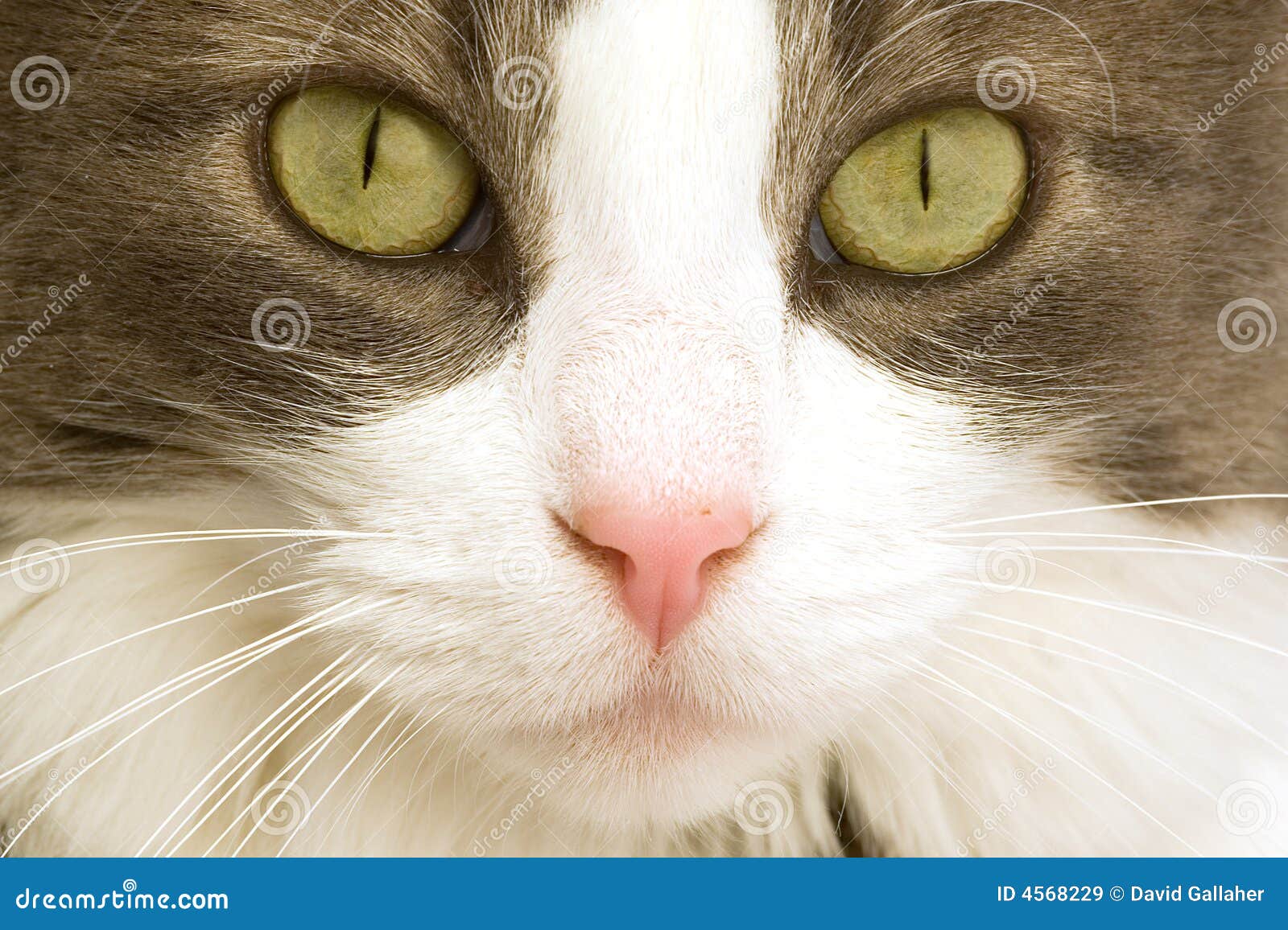 Cat face stock image. Image of cats, close, face, domestic - 4568229