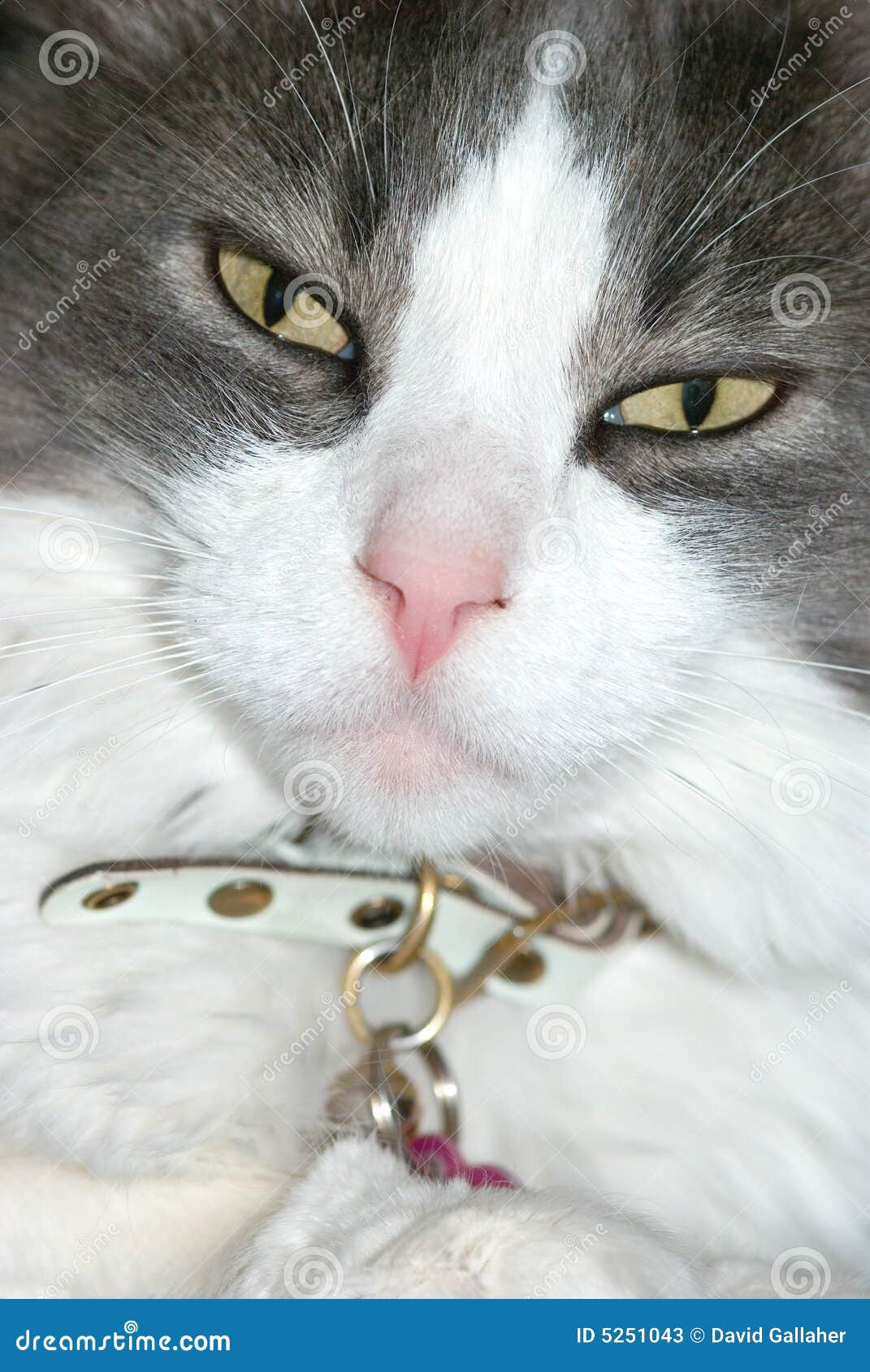 Cat face stock image. Image of kitten, fuzzy, animals - 5251043