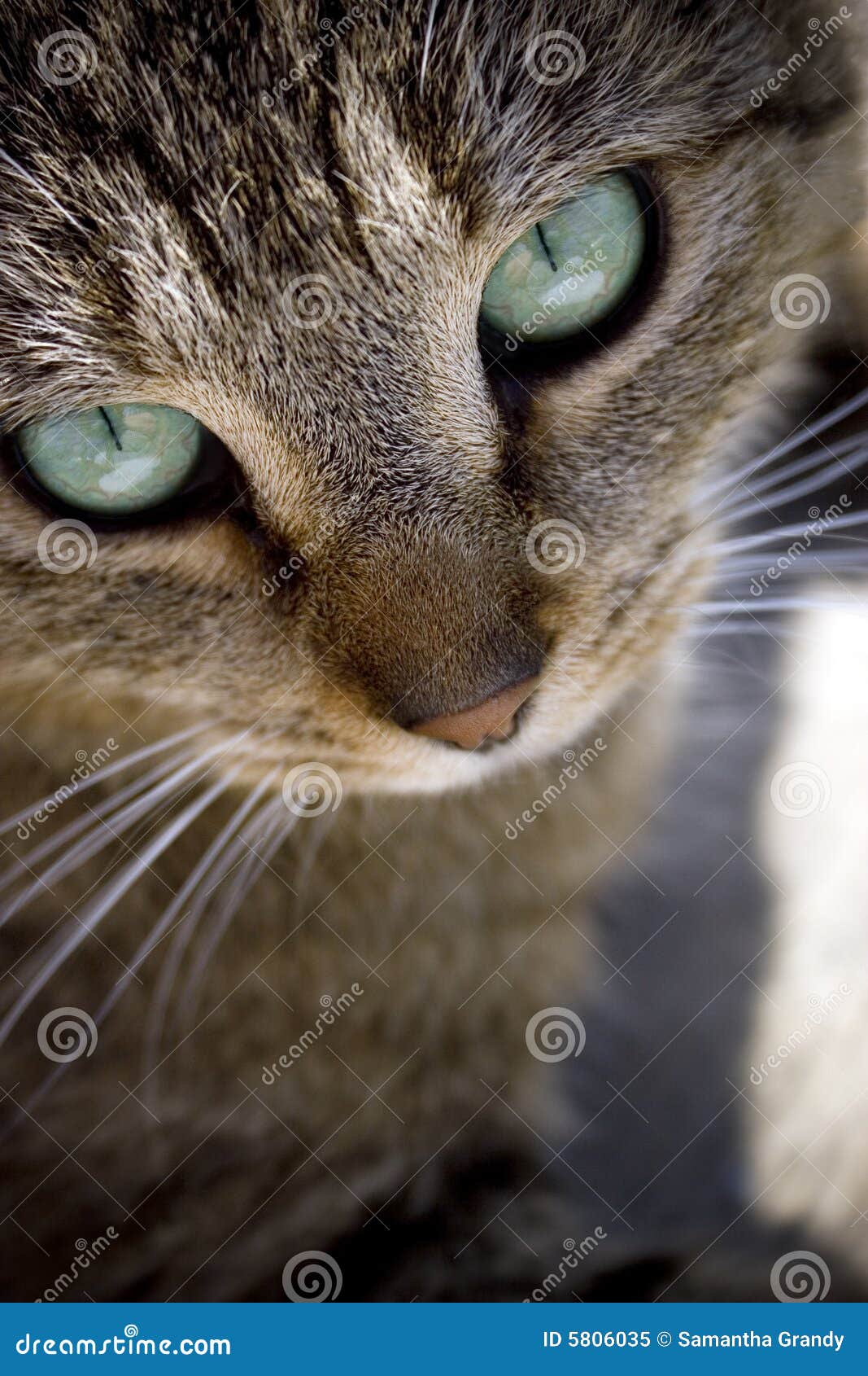 Cat Face stock image. Image of stray, shallow, nose, head - 5806035