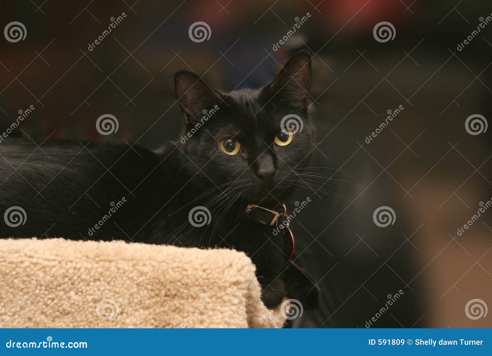 Cate Face Photos - Free & Royalty-Free Stock Photos from Dreamstime