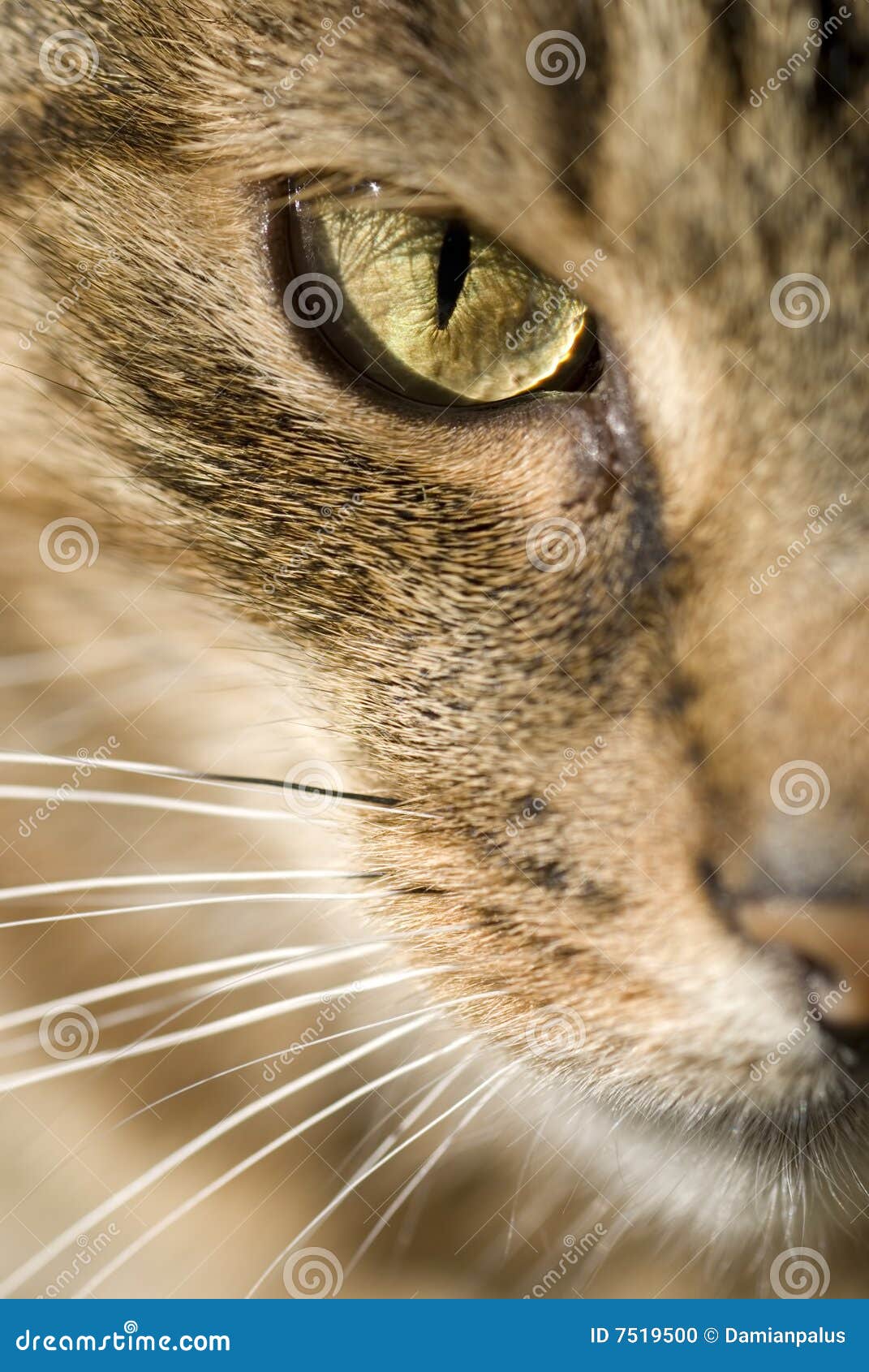 Cat face stock photo. Image of animal, close, feline, closeup - 7519500