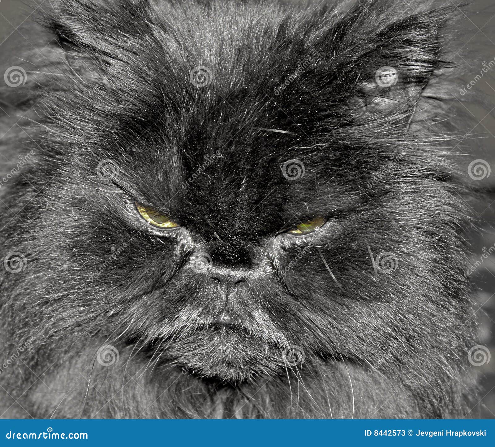 Cat face stock image. Image of domestic, nose, nature - 8442573