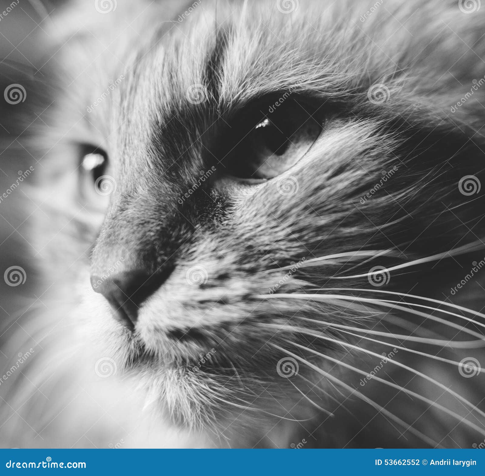Cat Face Art Black and White Stock Photo - Image of maine, cute: 53662552