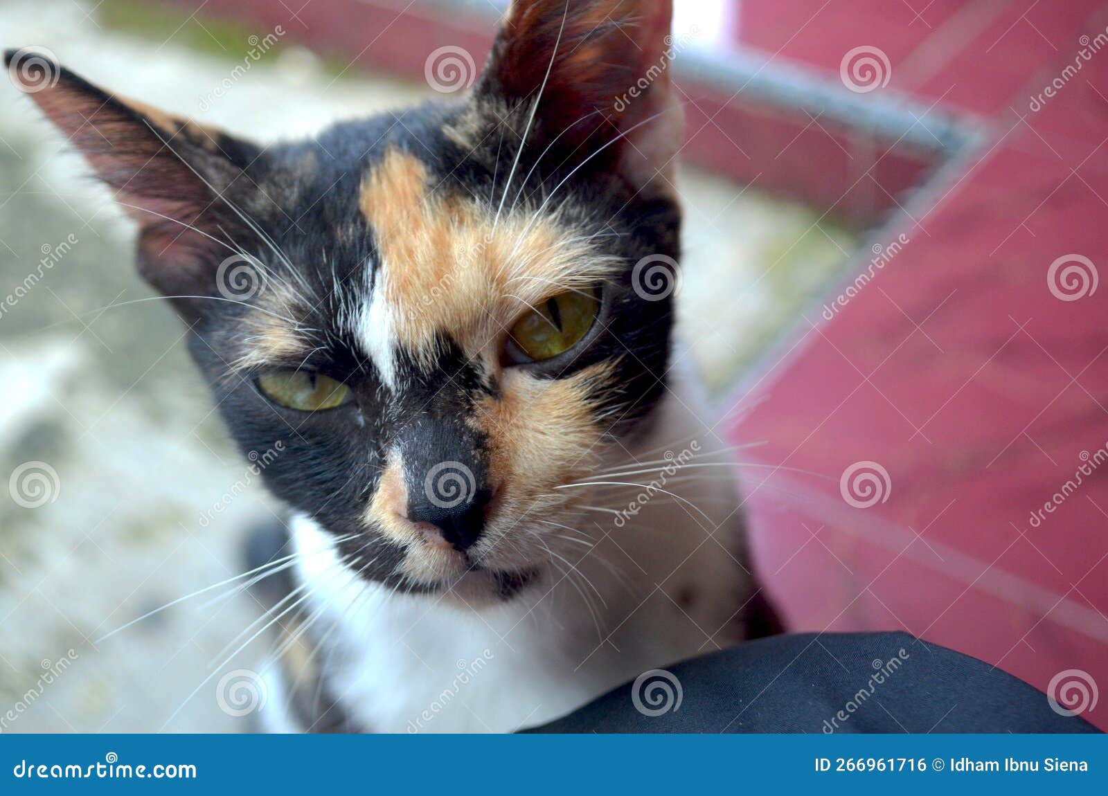 Cat with a Face Asking To Eat Stock Photo - Image of asking, feed ...