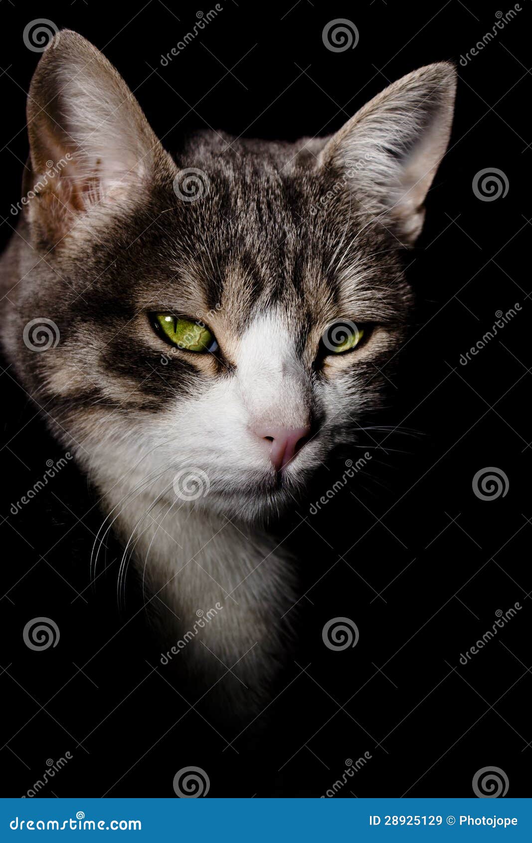 Cat face on black shadows stock image. Image of shadows - 28925129