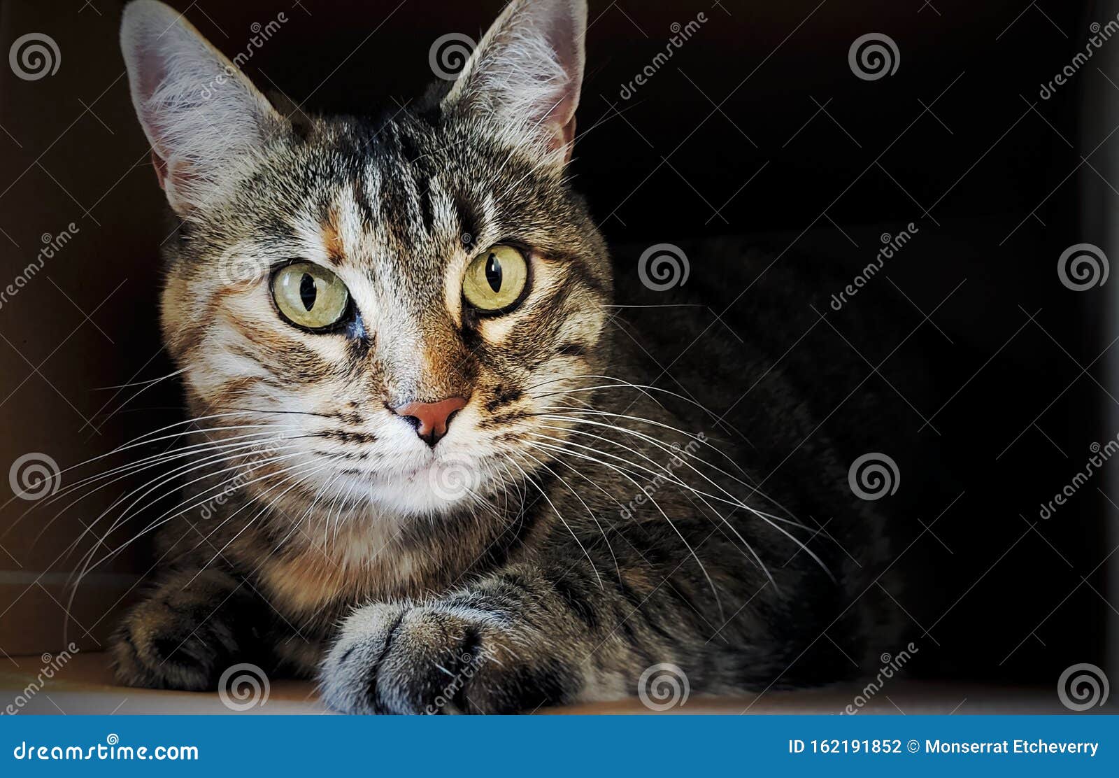 Cat face in the box stock photo. Image of eyes, kitten - 162191852