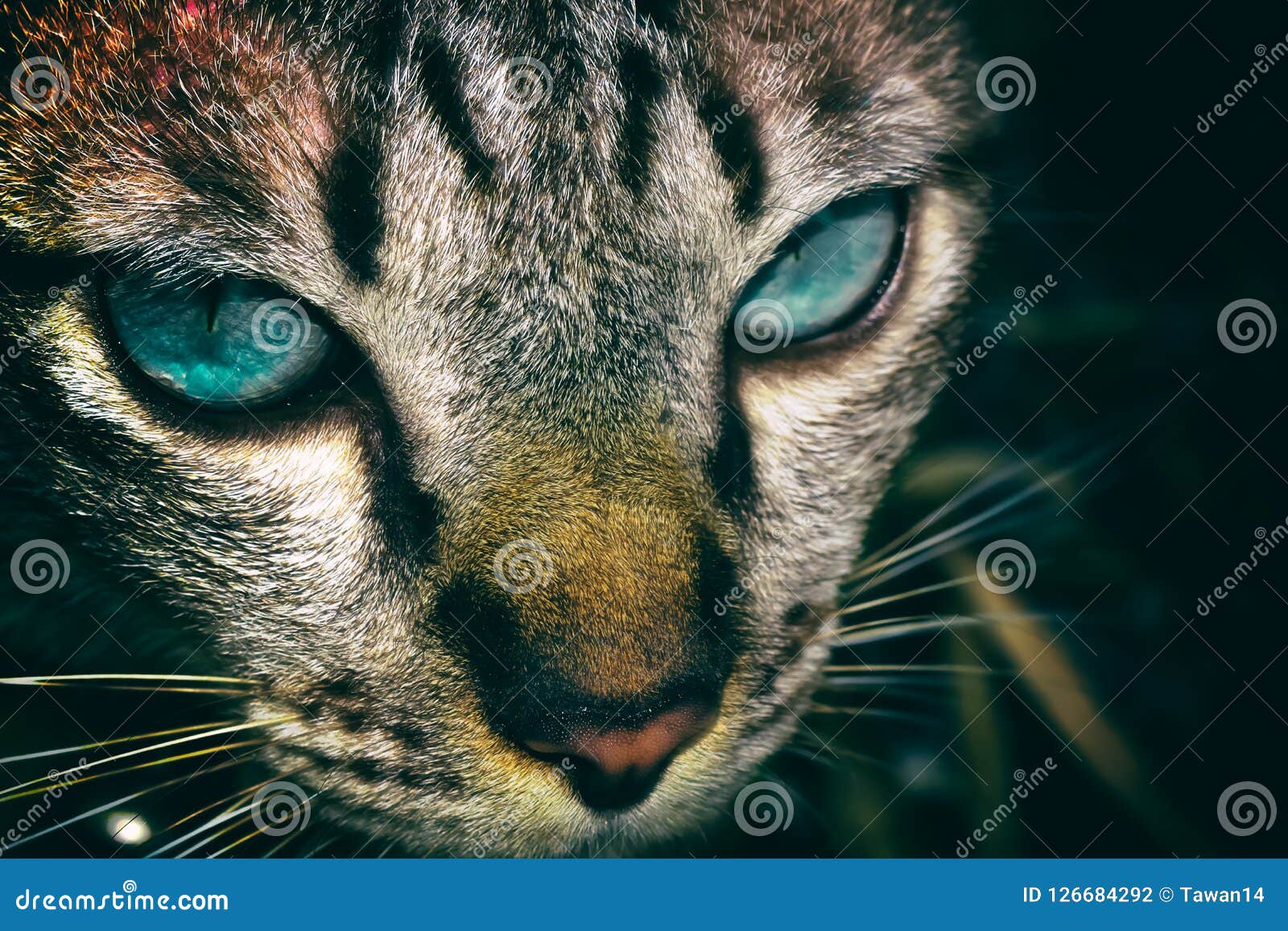 Cat stock photo. Image of macro, kitten, animal, puppy - 126684292