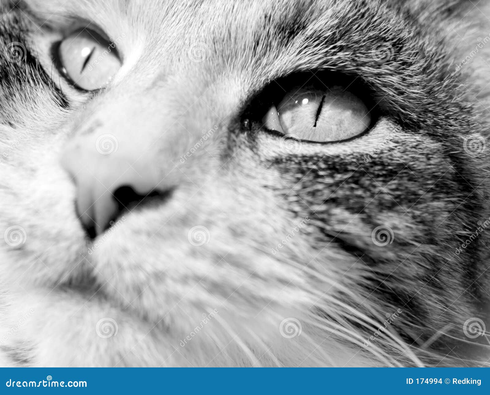 Cat Face - Close-Up stock photo. Image of peaceful, calico - 174994