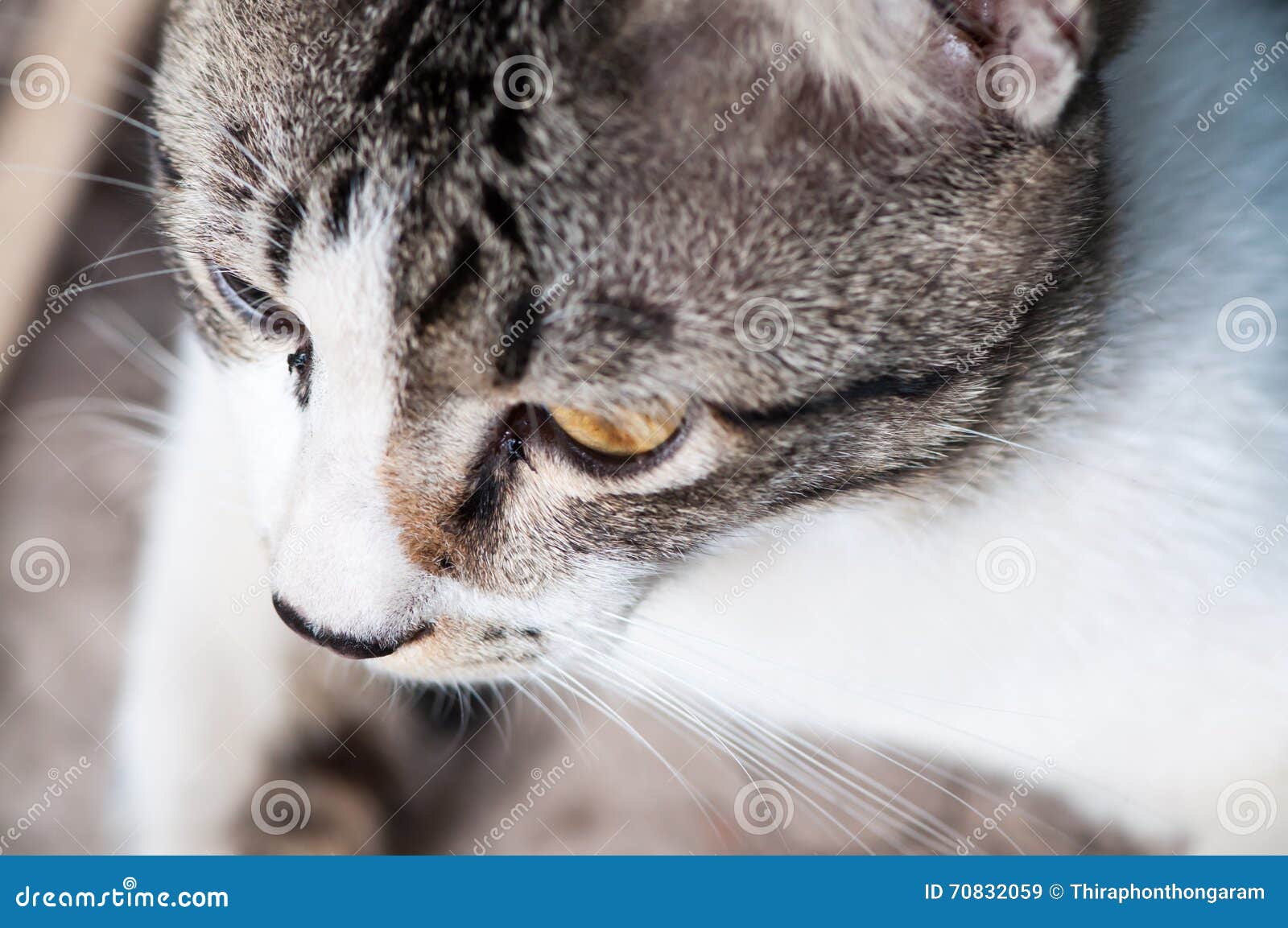 Cat face close up stock image. Image of creature, nature - 70832059