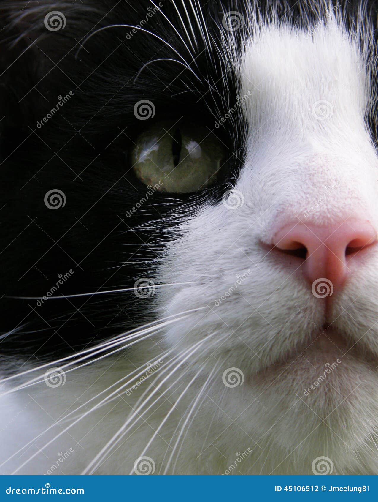 Cat face close up stock photo. Image of hair, kitty, american - 45106512