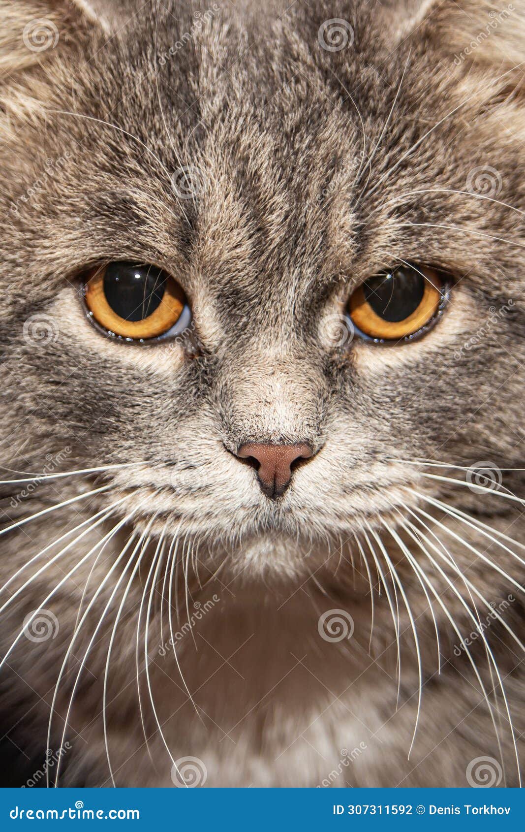 Cat Face Close Up, Front and Back Image Blurred with Bokeh Effect Stock ...