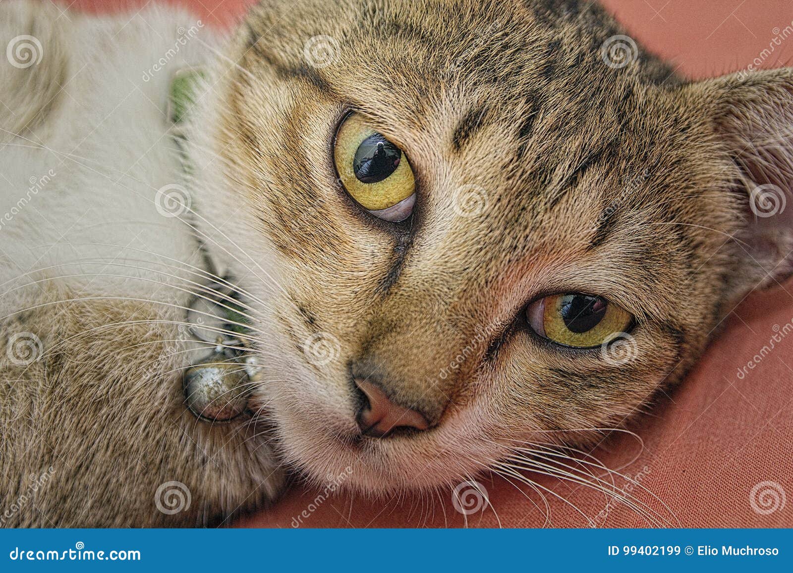 Cat face stock image. Image of model, playful, look, close - 99402199