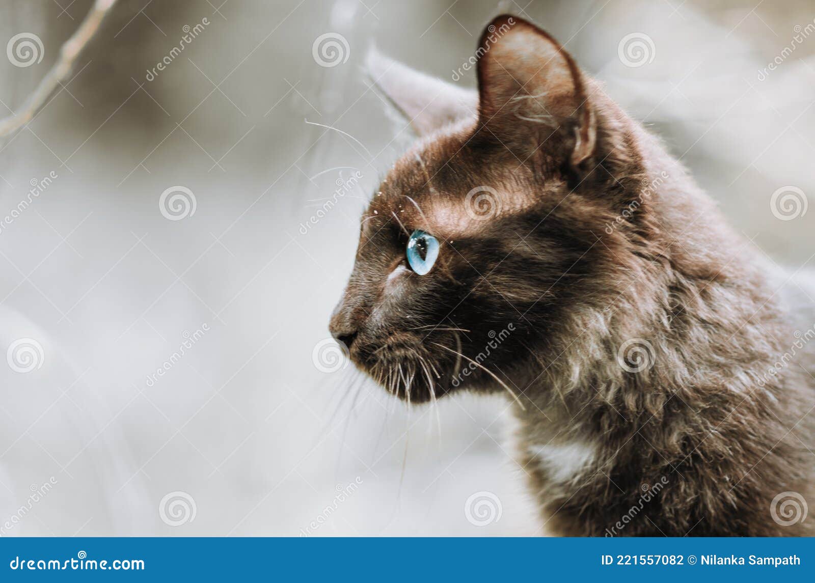 Cat Face Closes Up, Side View of a Young Brown Kitty Stock Photo ...