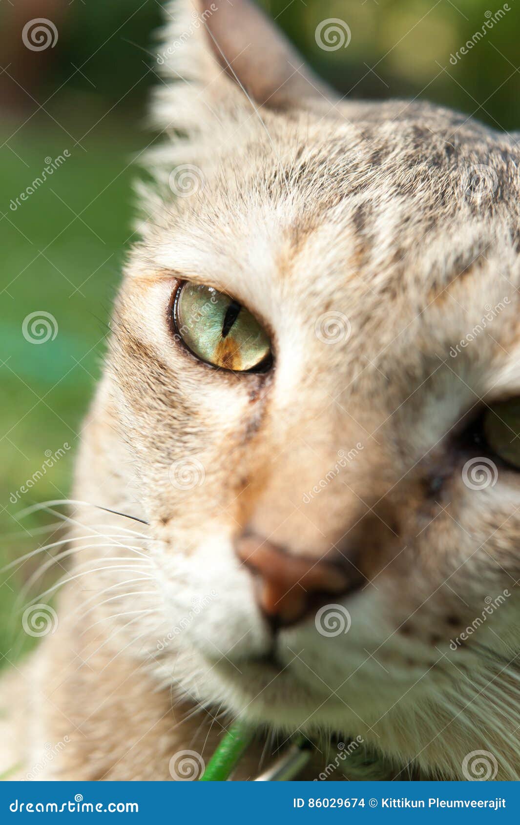 Cat face closeup stock photo. Image of stare, cute, look - 86029674