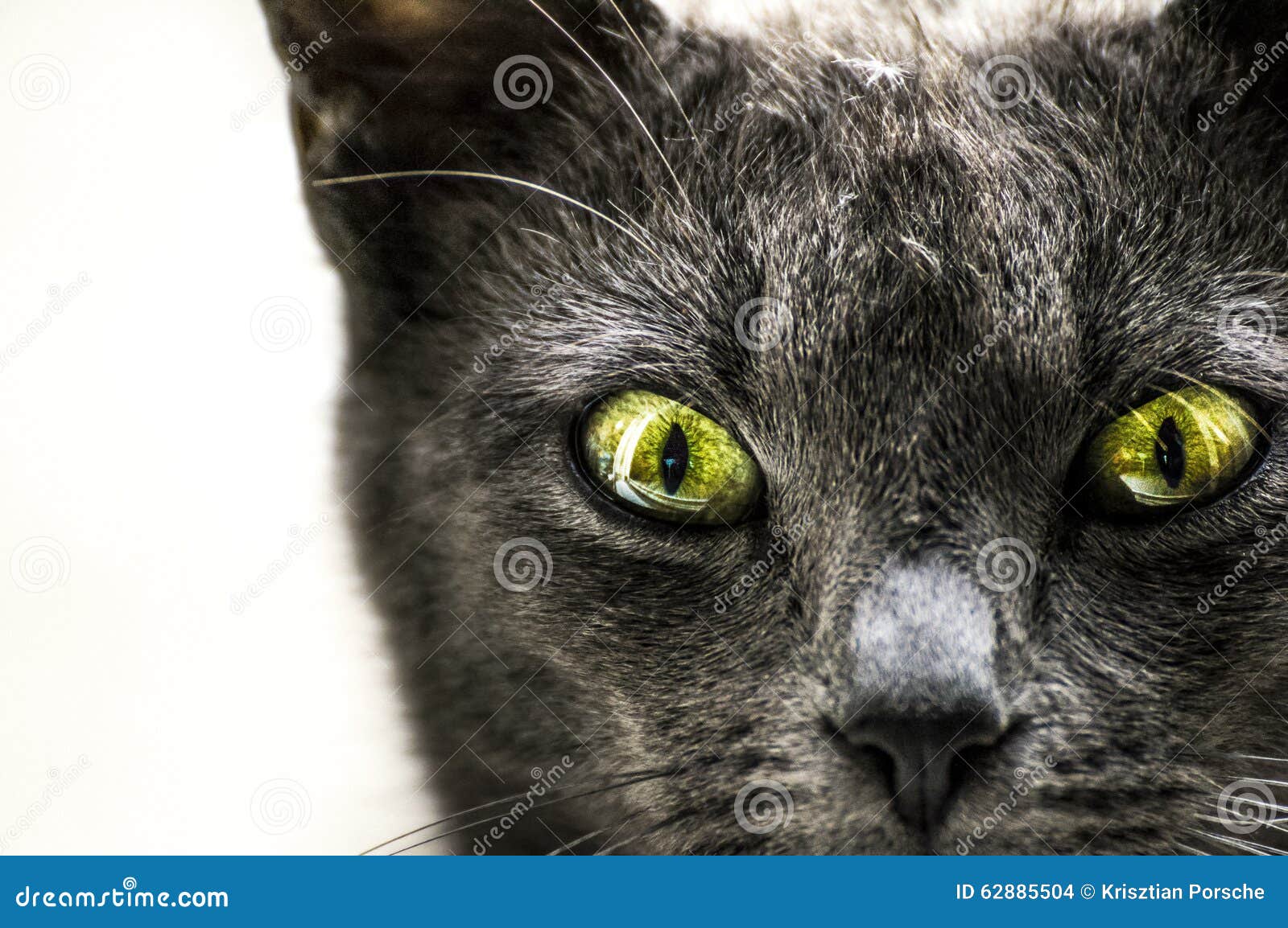 Cat face stock photo. Image of mammal, feline, felines - 62885504