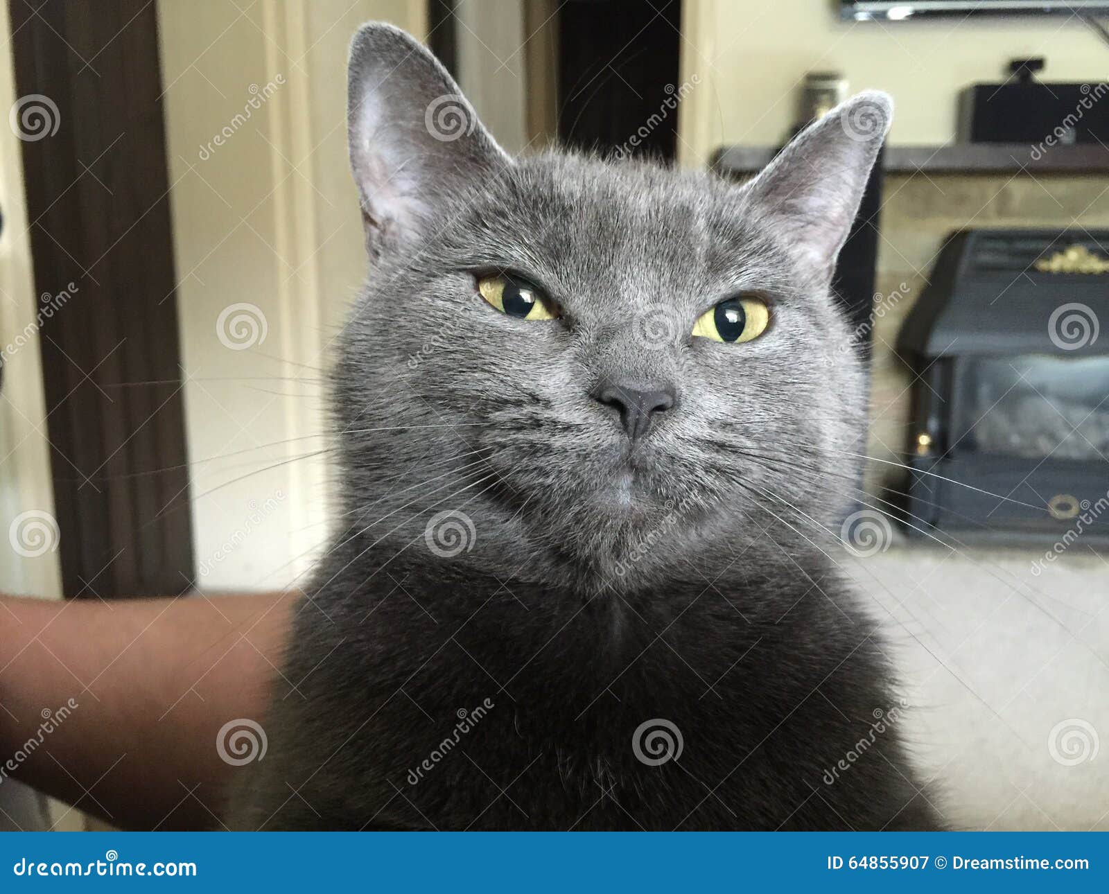 Cat face stock image. Image of face, grey, silver, close - 64855907