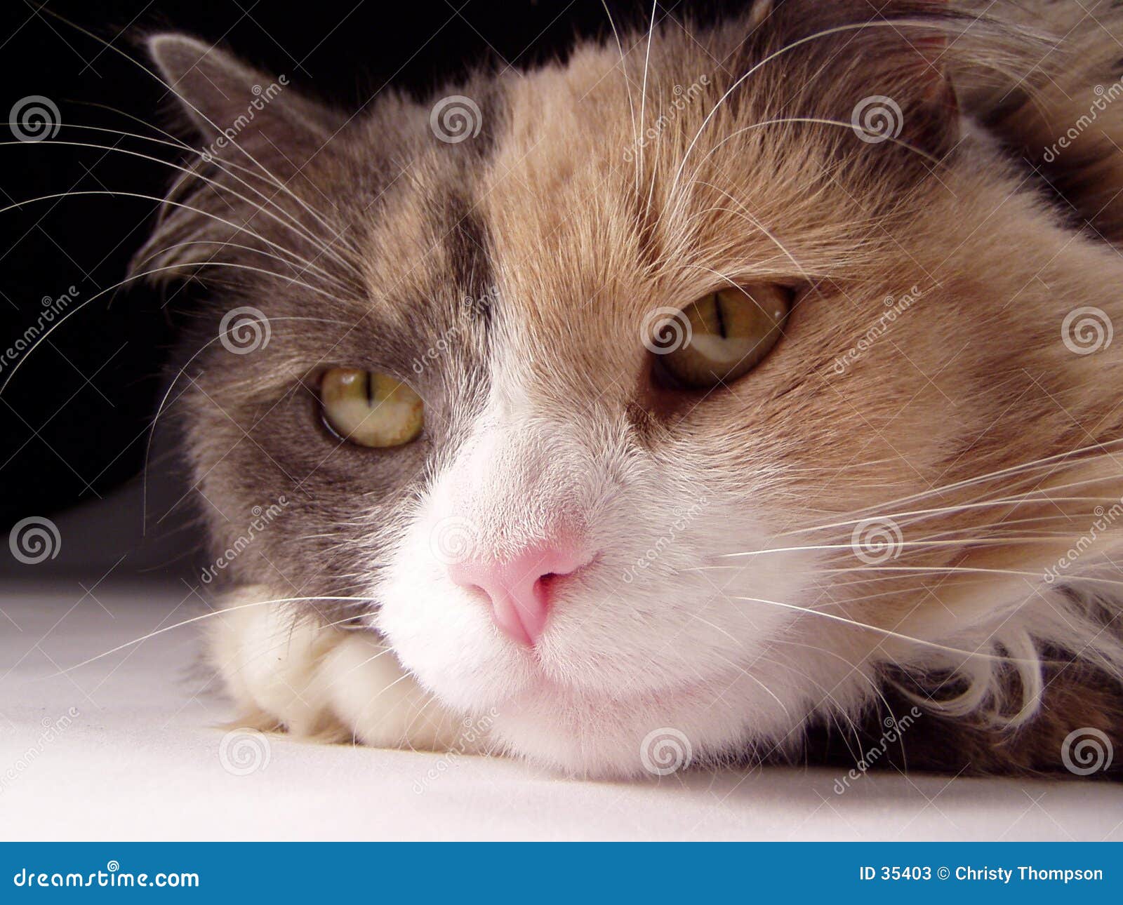 Cat face macro stock image. Image of paws, close, fluffy - 35403