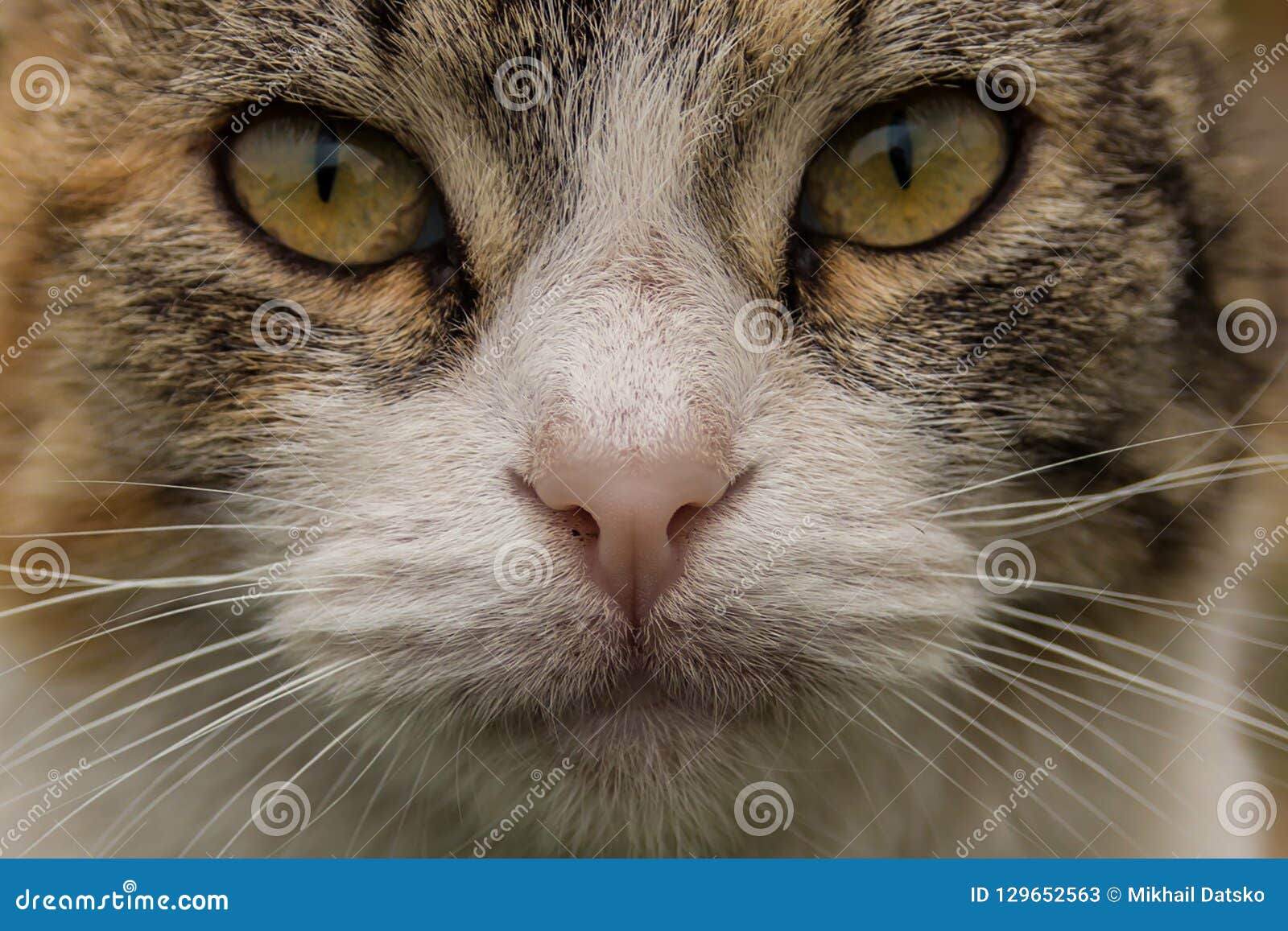 Cat face macro. Cat look stock image. Image of nose - 129652563
