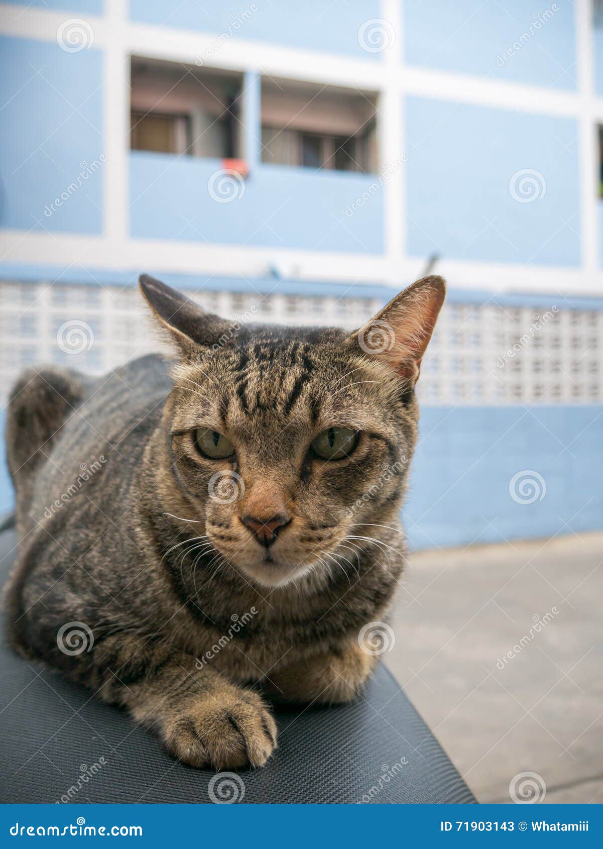 Cat face stock image. Image of pets, domestic, kitty - 71903143