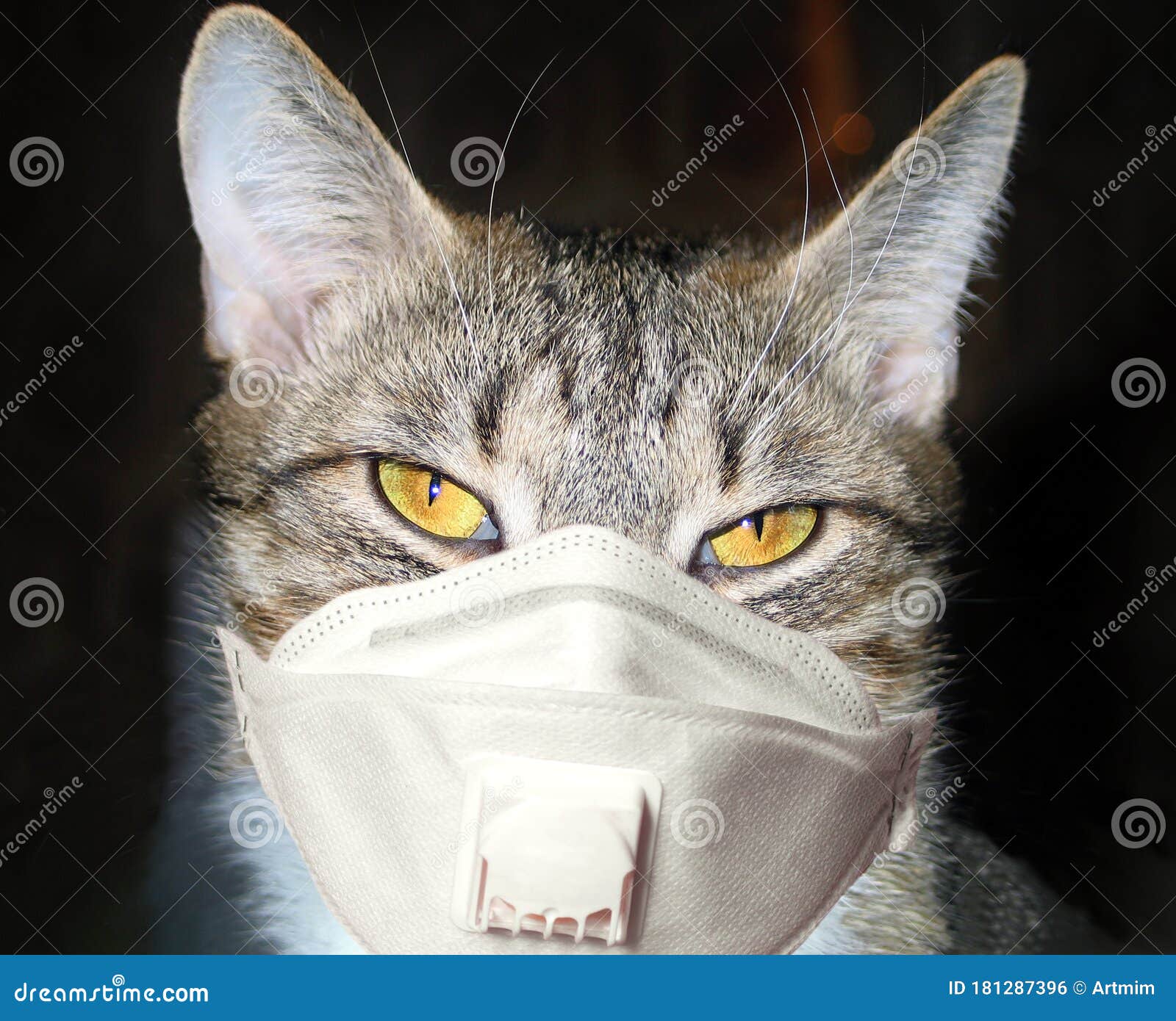 Cat in a Face Mask Close Up Portrait Stock Photo - Image of tabby ...