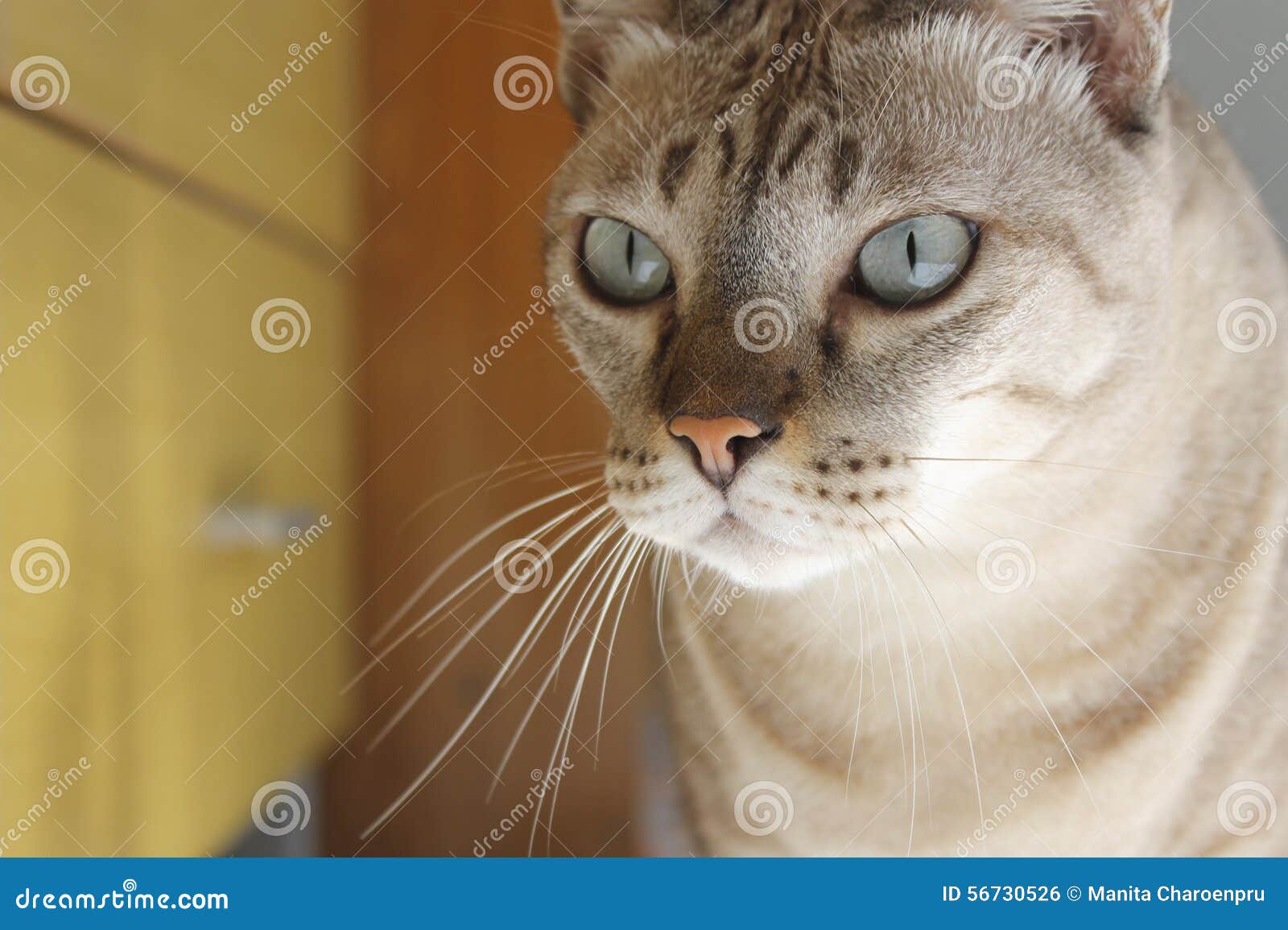 Cat face stock photo. Image of cute, eyes, animal, feline - 56730526