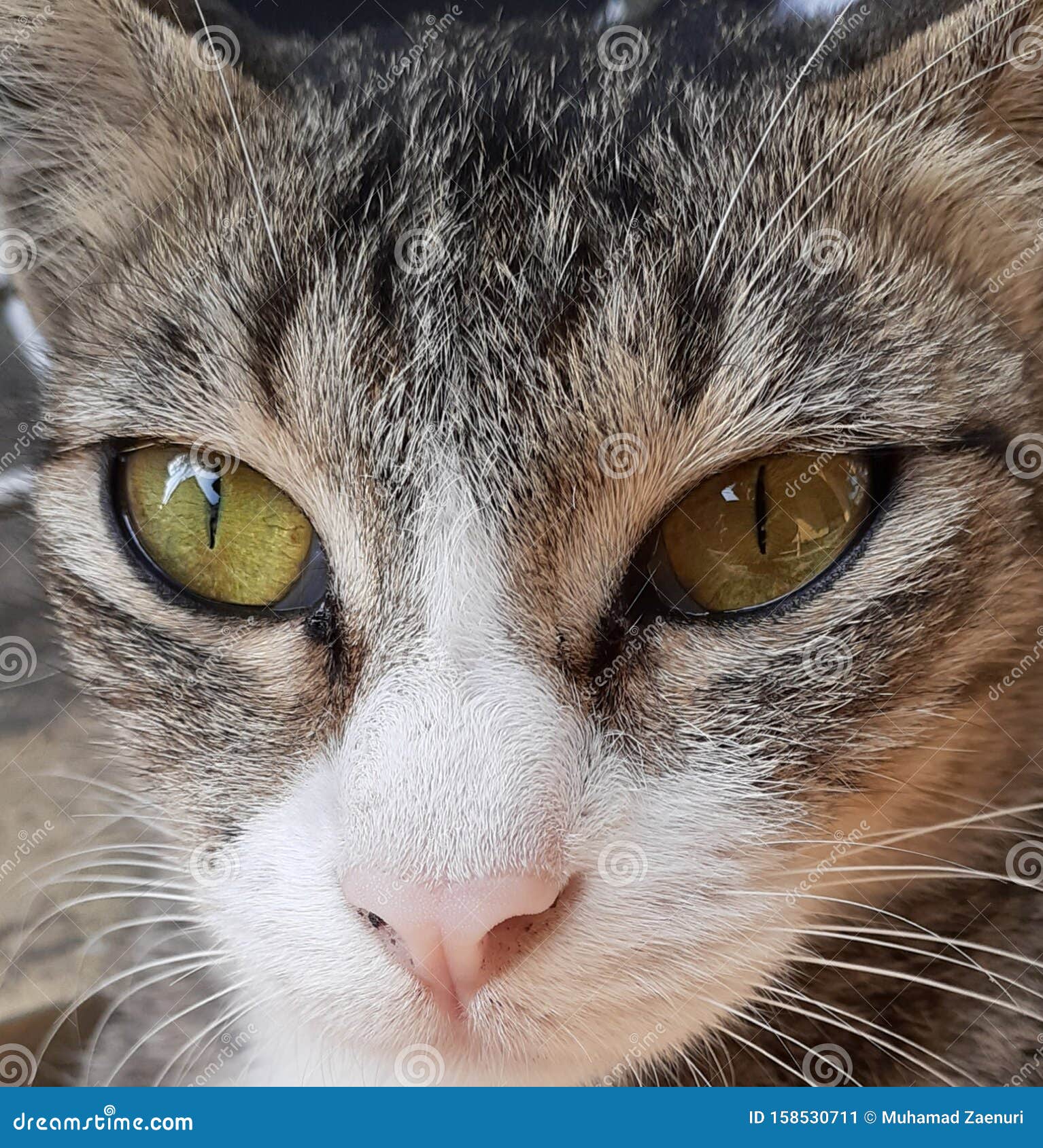 Cat Face Photo Taken from Close Range Stock Image - Image of range ...