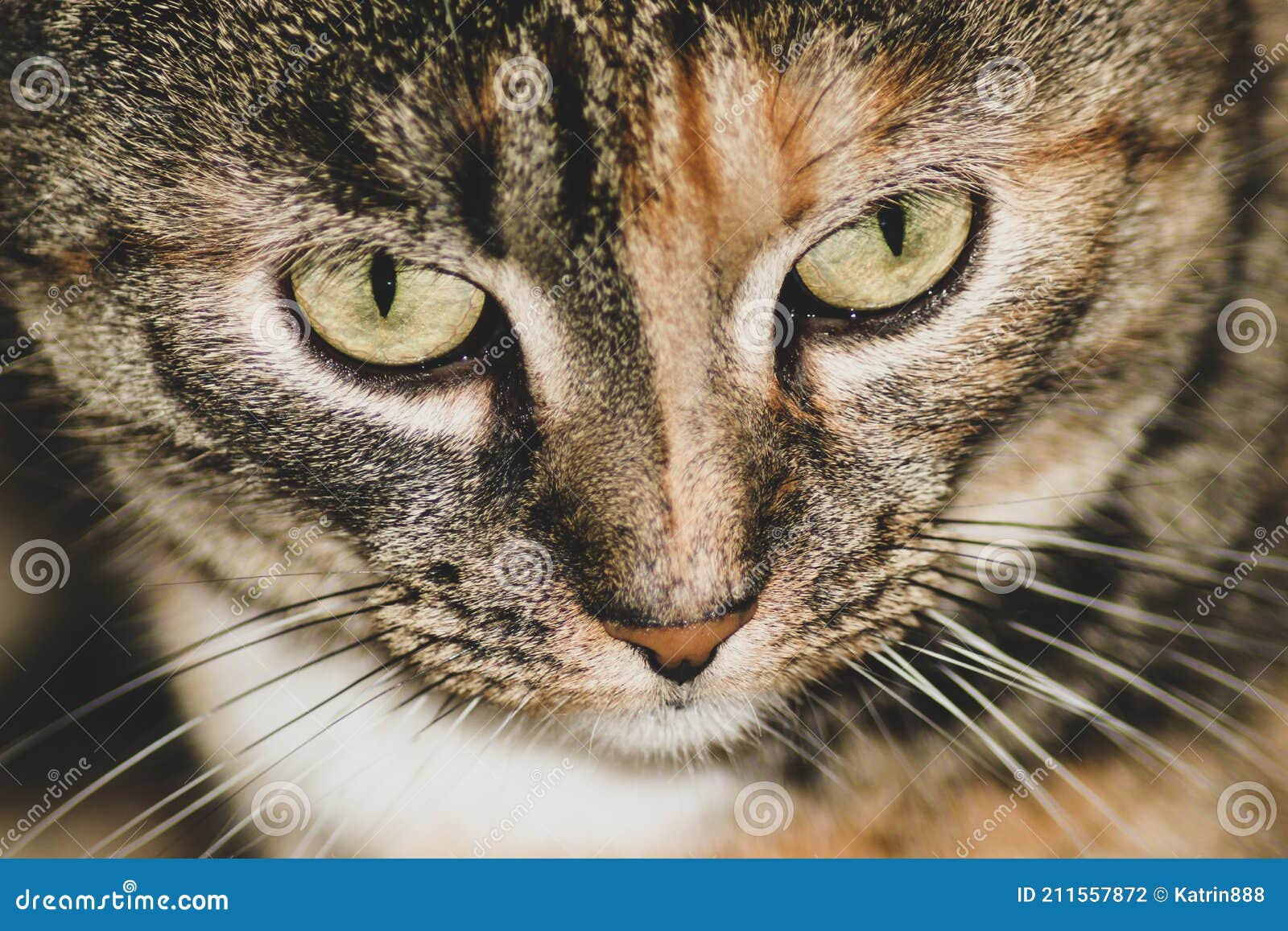 Cat face, close up stock photo. Image of domestic, feline - 211557872
