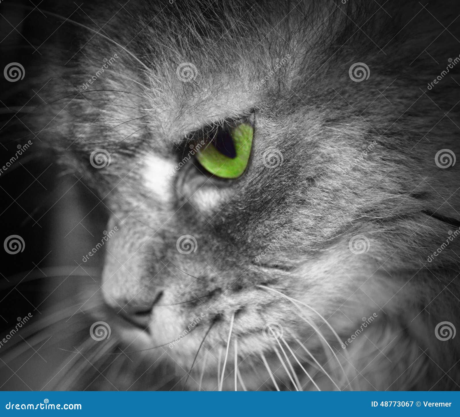 Cat Face Profile. Green Eye. Stock Image - Image of face, kitten: 48773067