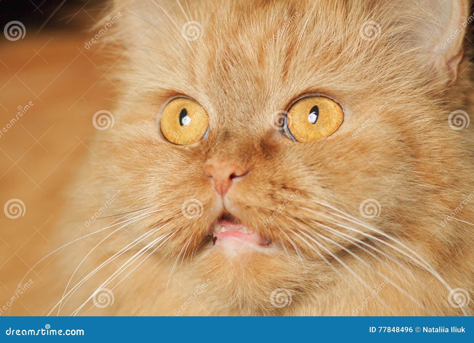 Cat face stock photo. Image of face, grappling, grapnel - 77848496