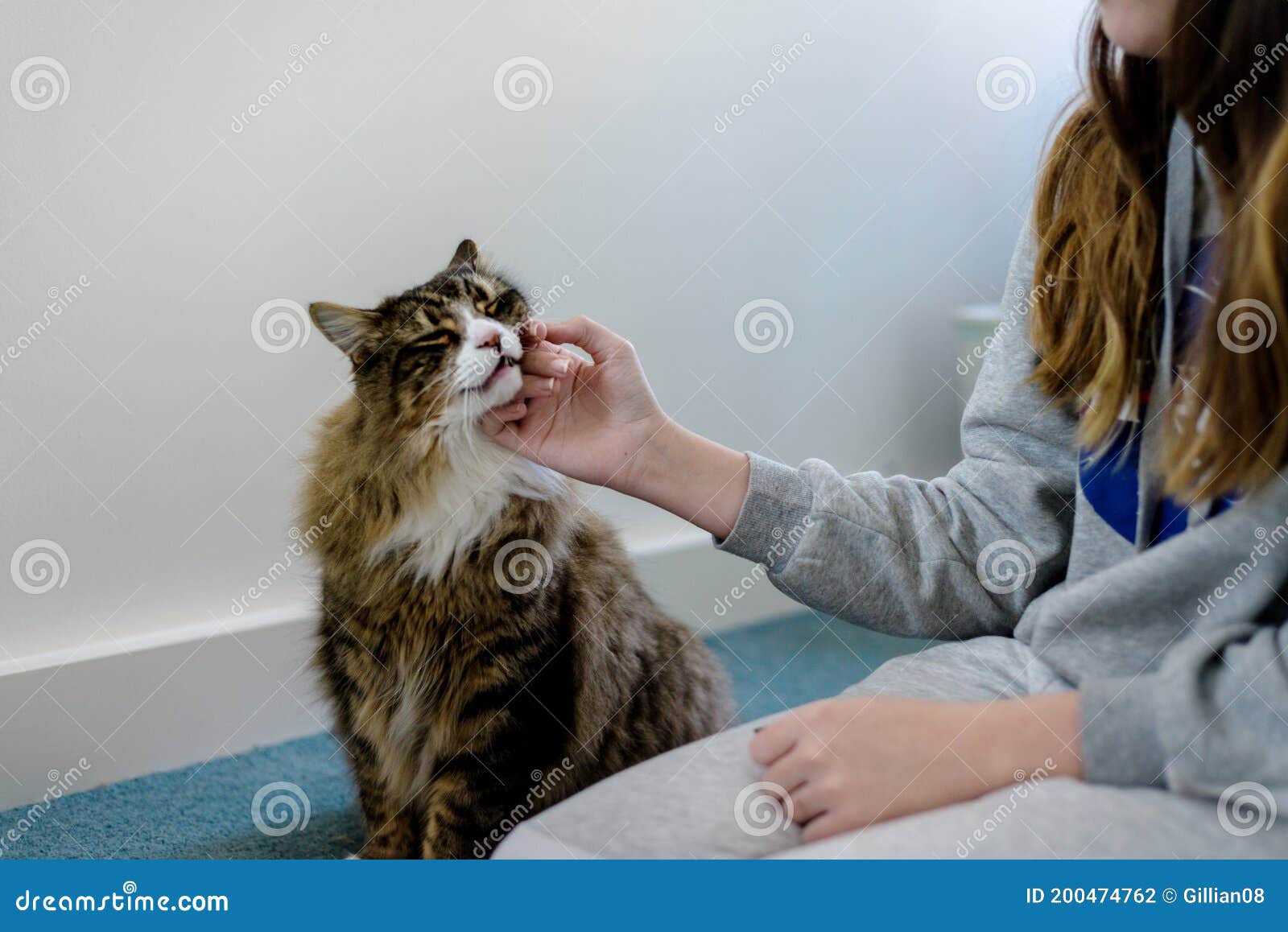 Cat face rub stock photo. Image of animal, home, love - 200474762