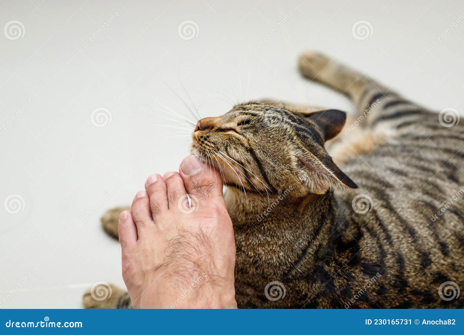 Cat Face Rubbing People`s Feet, Tabby Cat Stock Image - Image of foot ...