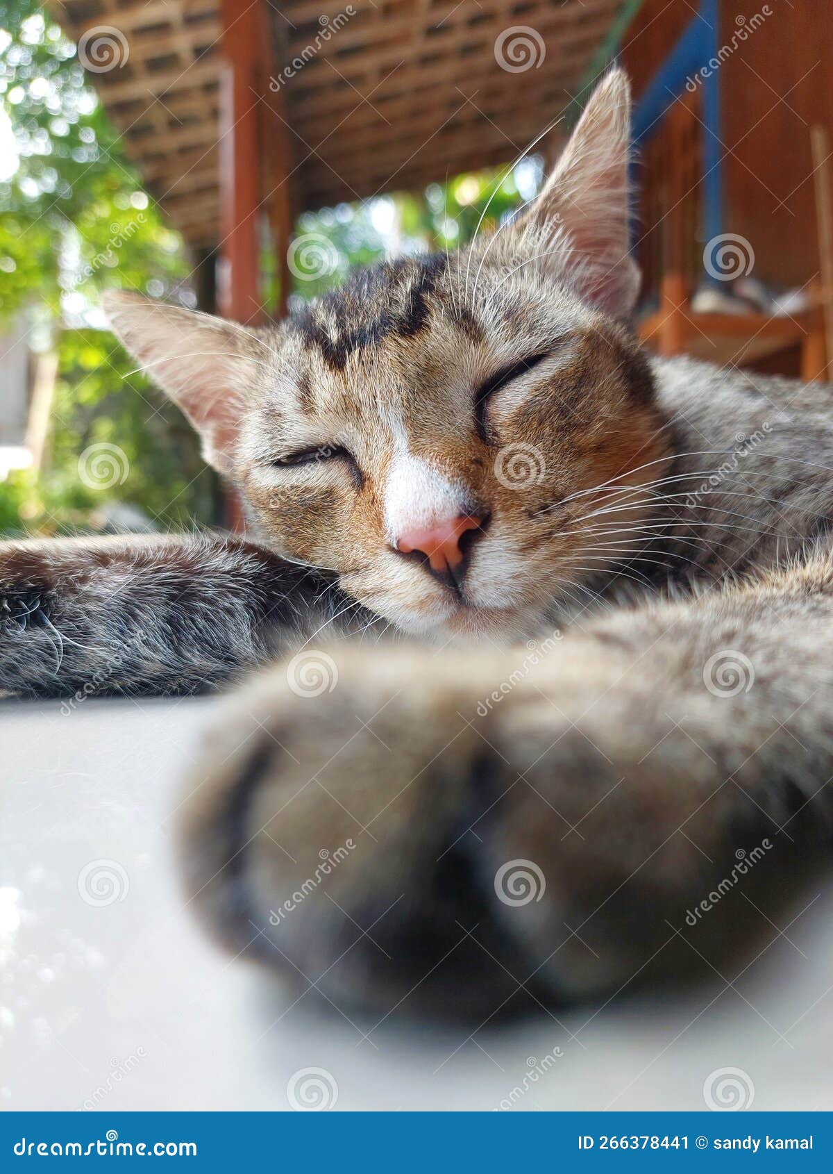 Cat Face Sleeping Soundly in a House Stock Image - Image of sleeping ...