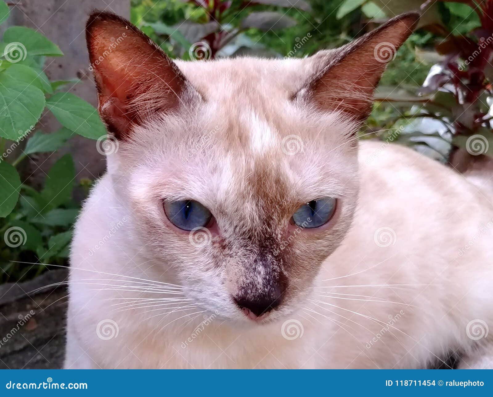 The cat face is staring. stock photo. Image of green - 118711454