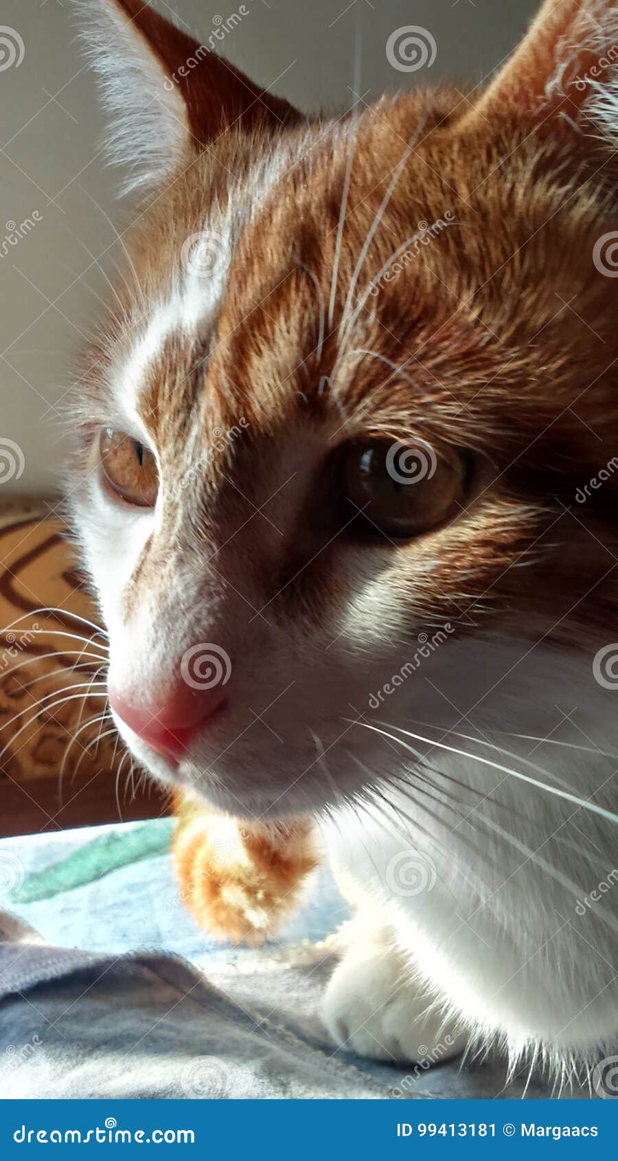 Cat face side stock image. Image of whiskers, face, animal - 99413181