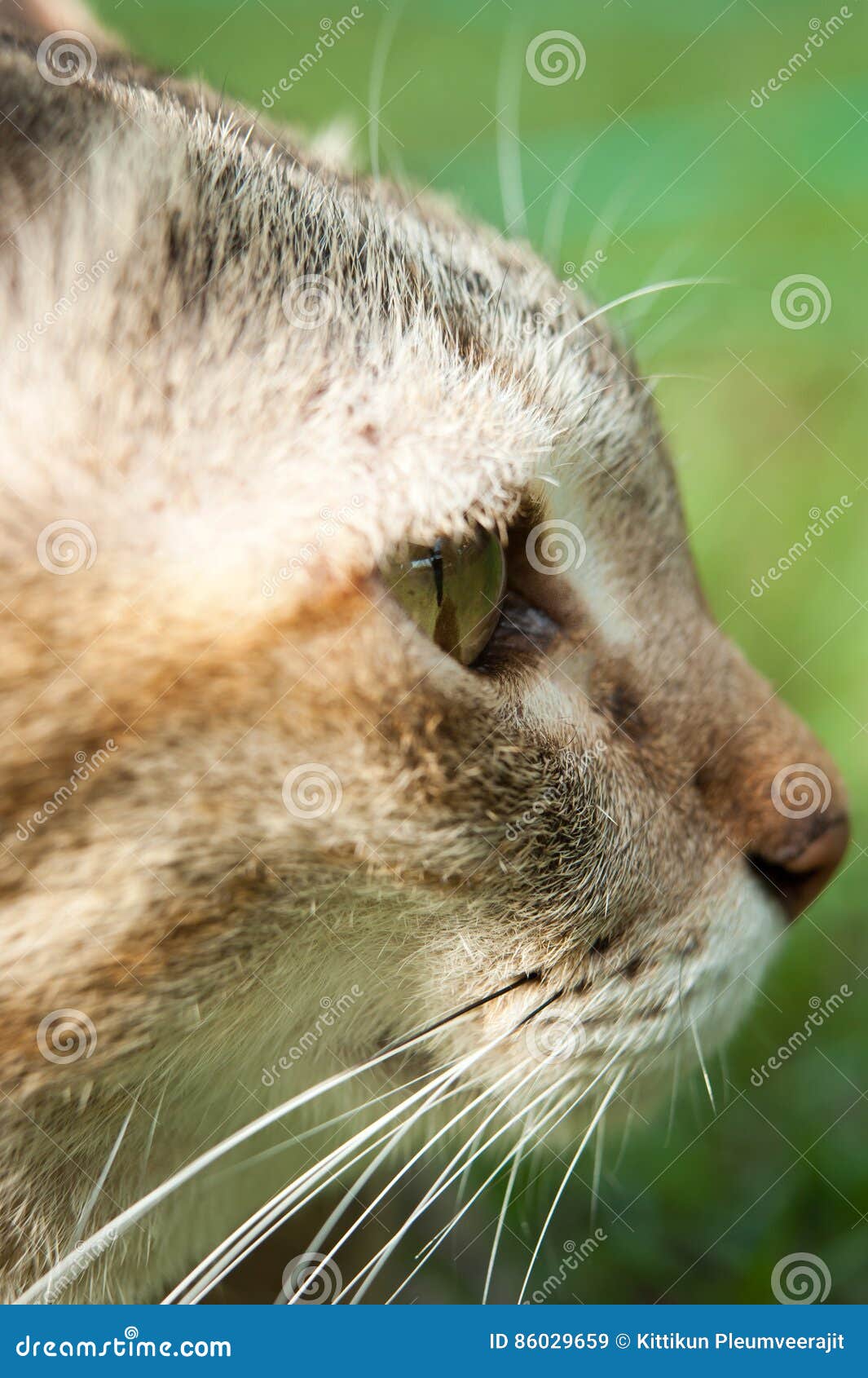 Cat face stock image. Image of face, looking, wildlife - 86029659