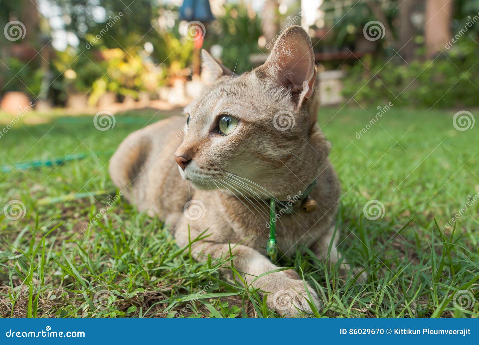 Cat face stock photo. Image of young, wildlife, animal - 86029670