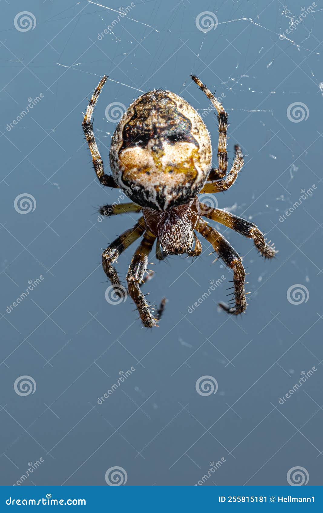 Cat-faced Spider stock image. Image of creepy, spider - 255815181