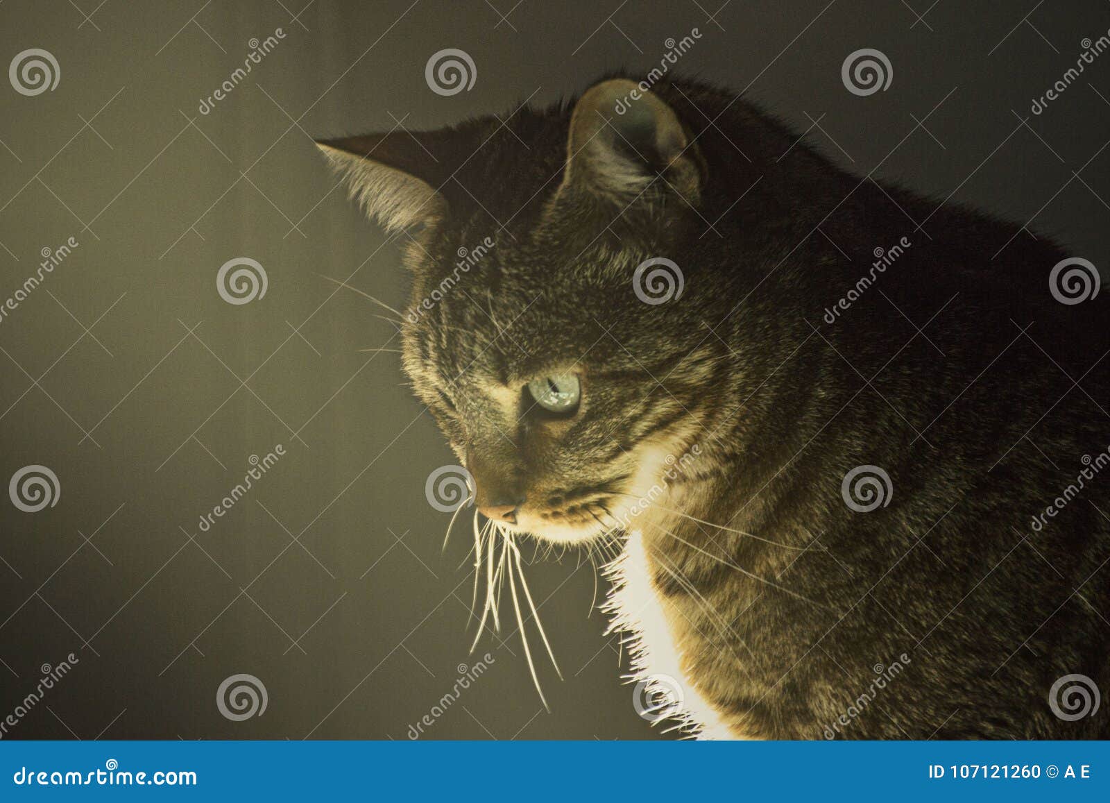 Cat faces at shadow stock photo. Image of young, cute - 107121260